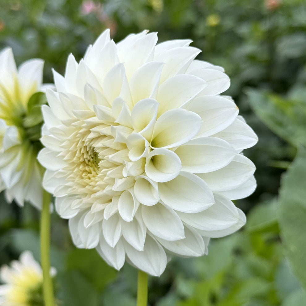 Devon Diamond – Southern Highlands Flower Farm