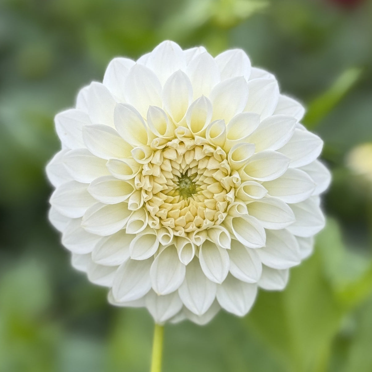 Devon Diamond – Southern Highlands Flower Farm