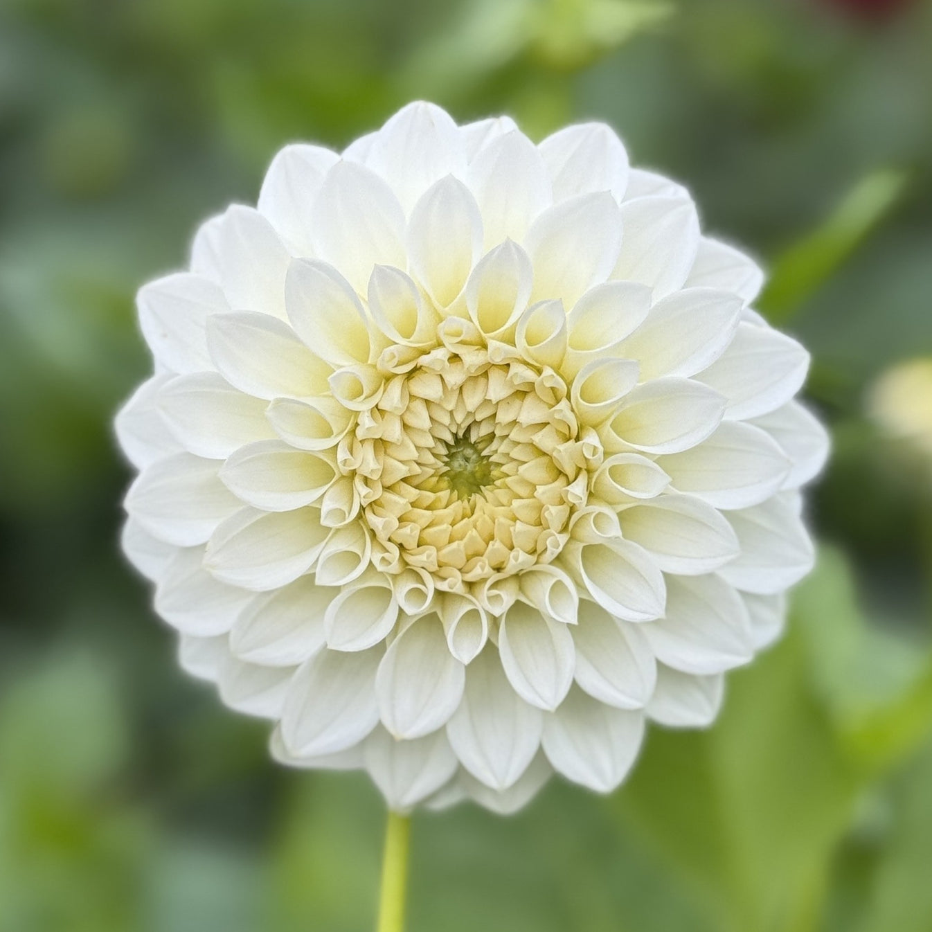 Devon Diamond – Southern Highlands Flower Farm