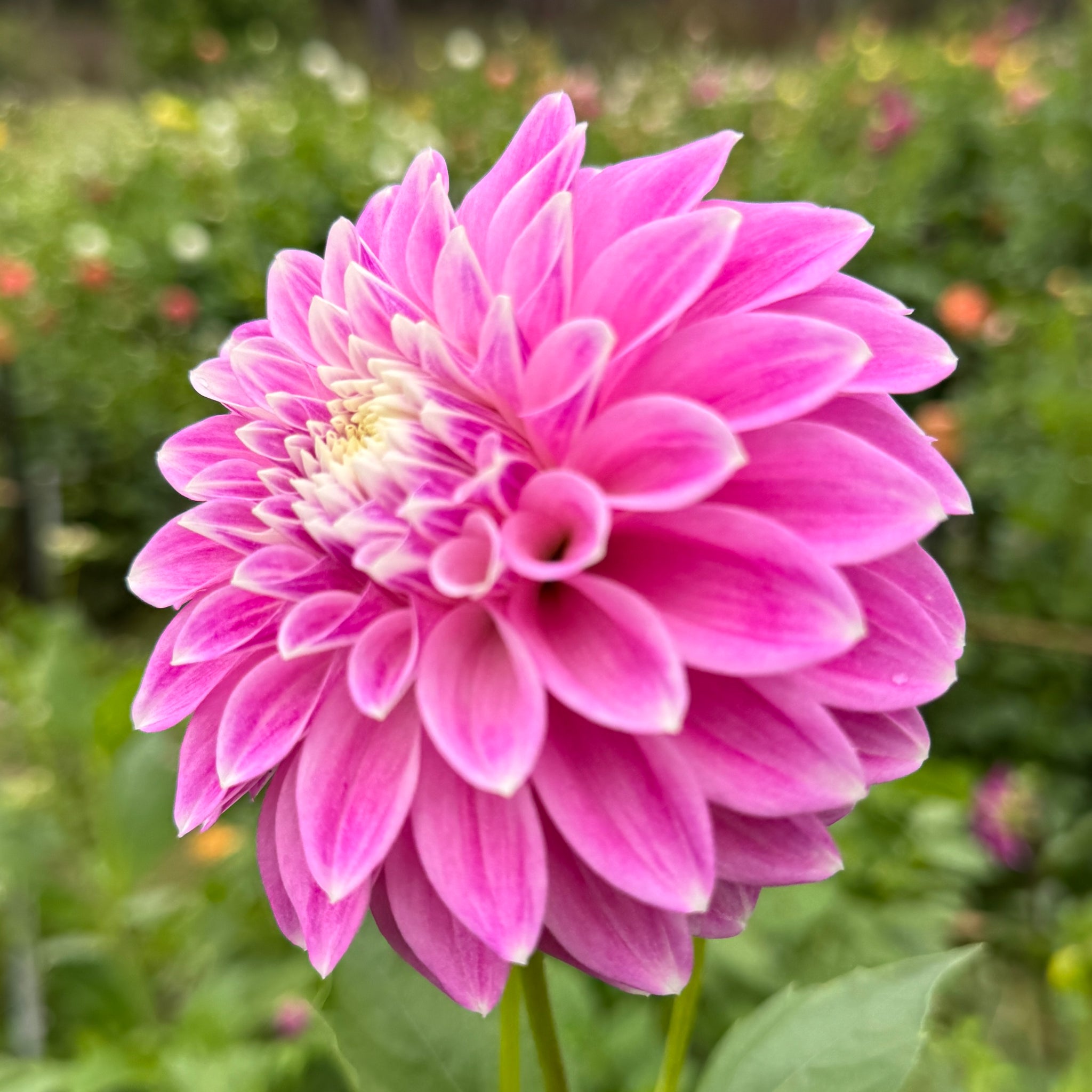 Devon Image – Southern Highlands Flower Farm
