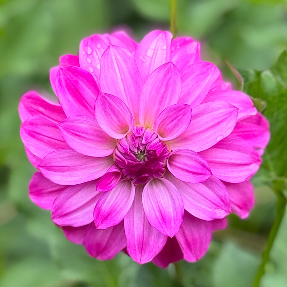 Devon Joy – Southern Highlands Flower Farm