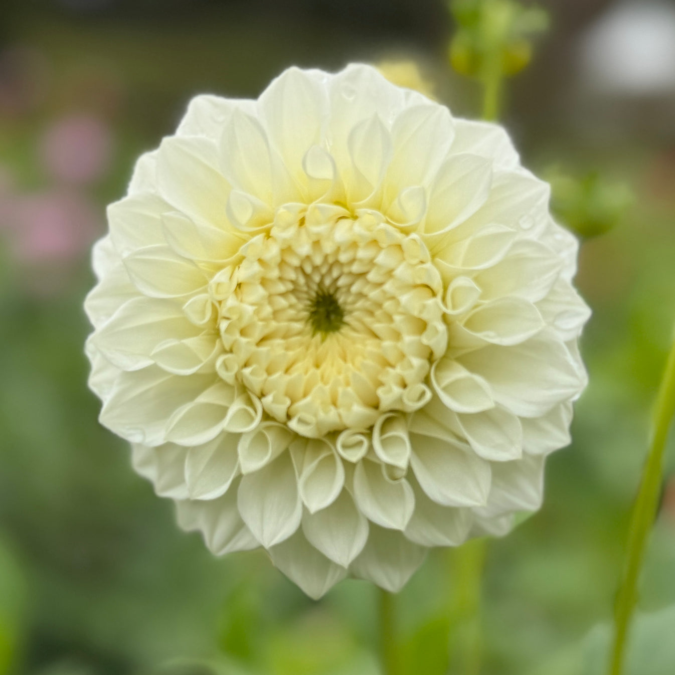 Devon Peace – Southern Highlands Flower Farm