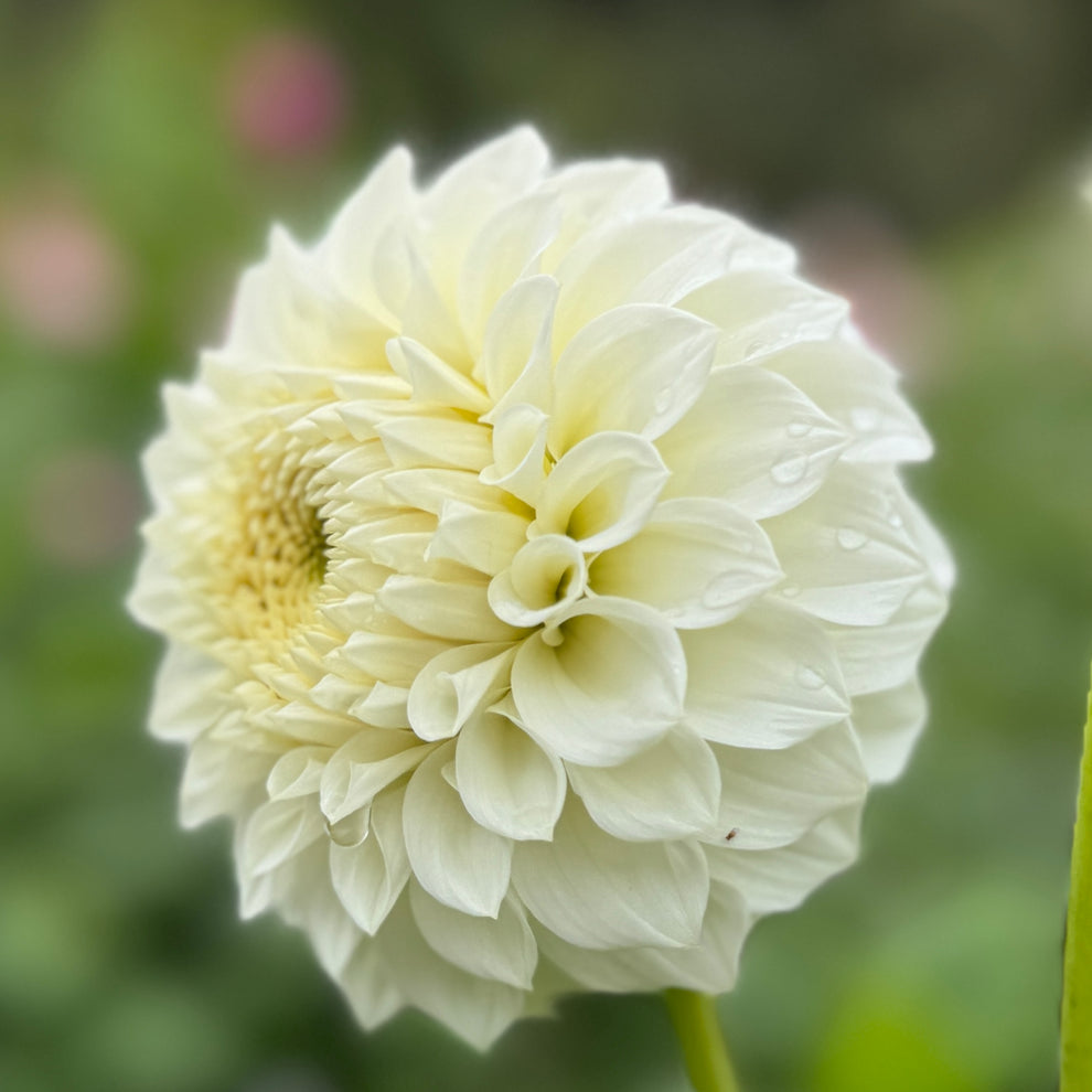 Devon Peace – Southern Highlands Flower Farm