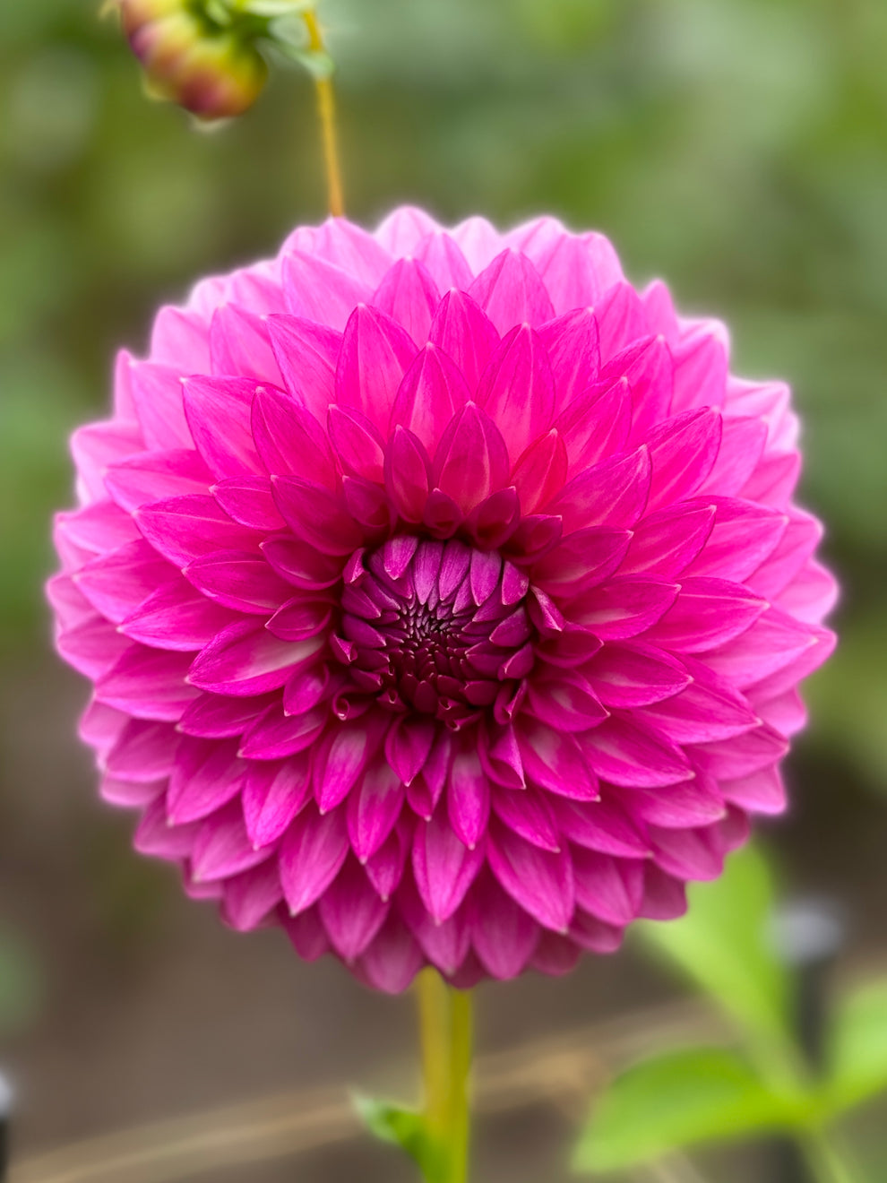 Devon Pearl – Southern Highlands Flower Farm
