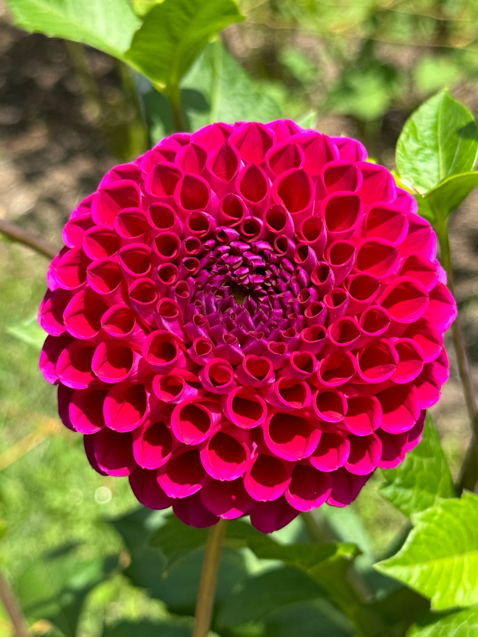 Devon Quest – Southern Highlands Flower Farm