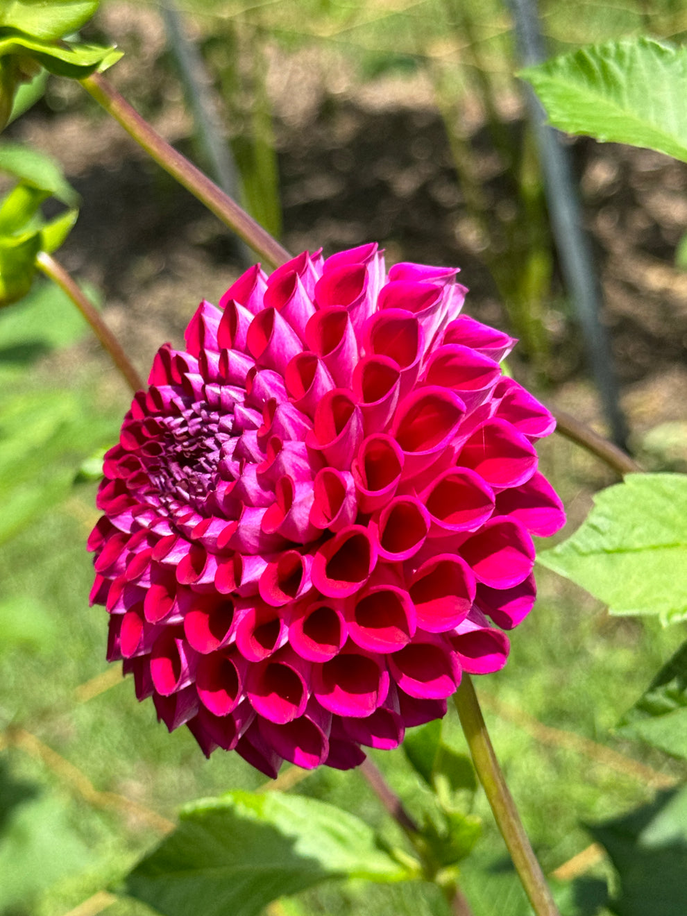 Devon Quest – Southern Highlands Flower Farm
