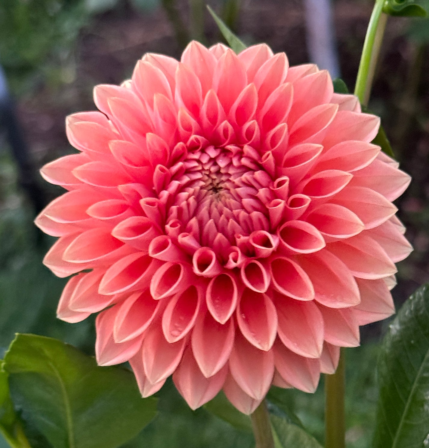 Devon Valencia – Southern Highlands Flower Farm