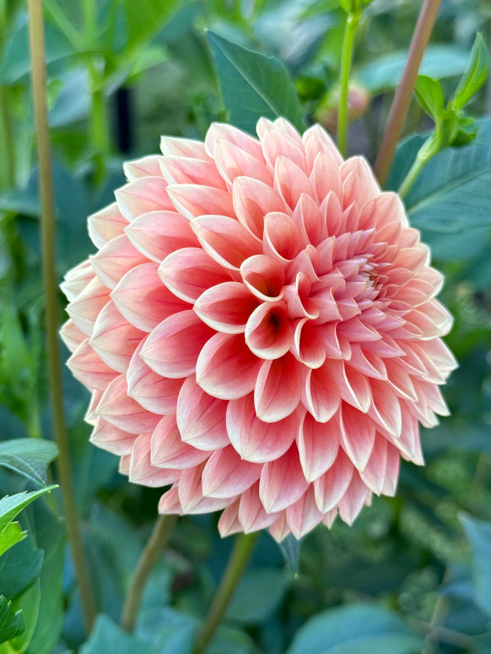 Devon Valencia – Southern Highlands Flower Farm