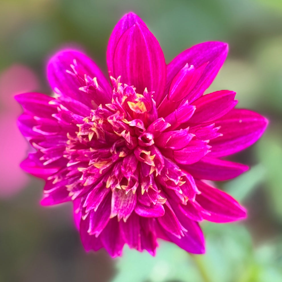 Donese – Southern Highlands Flower Farm