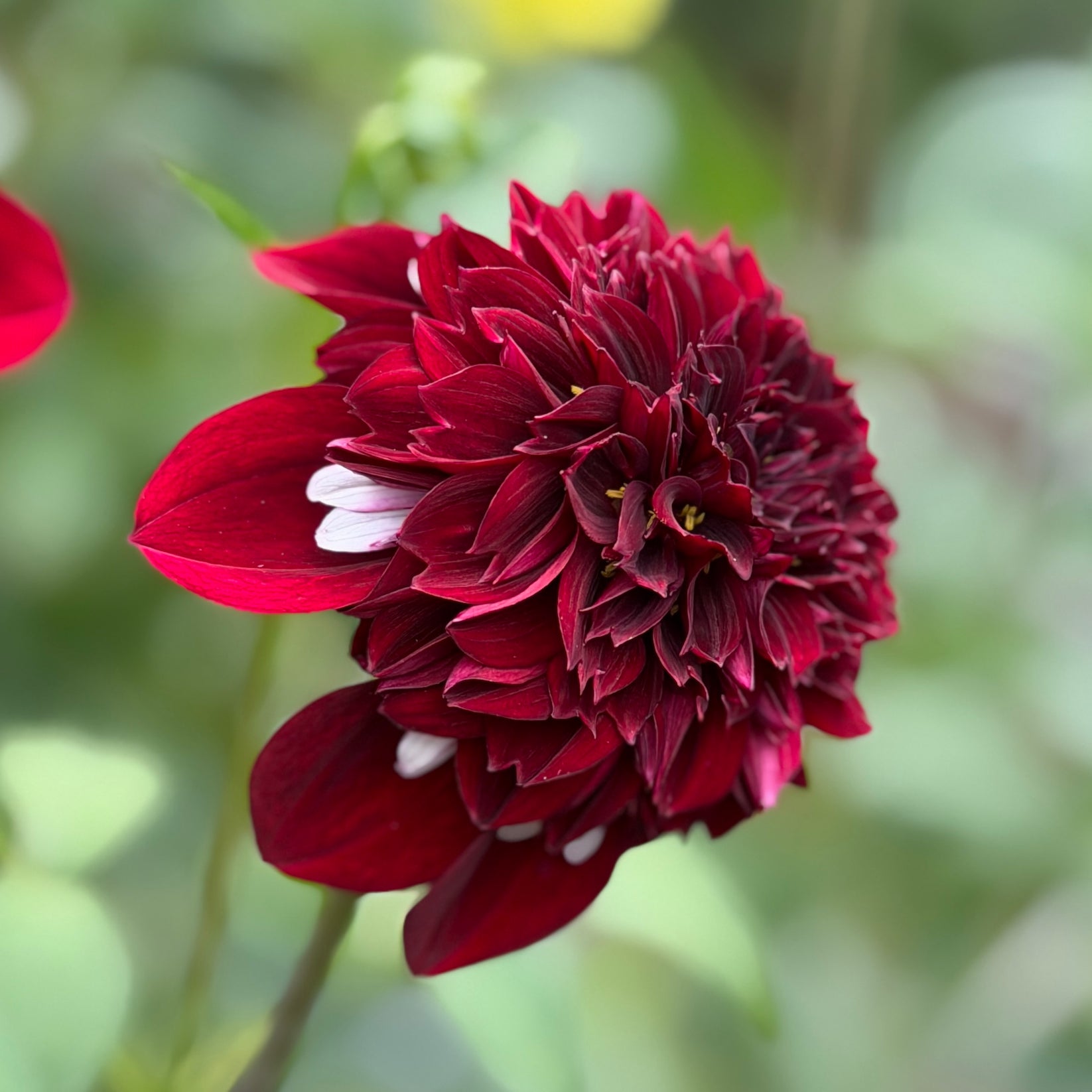 Everbloom Magick – Southern Highlands Flower Farm
