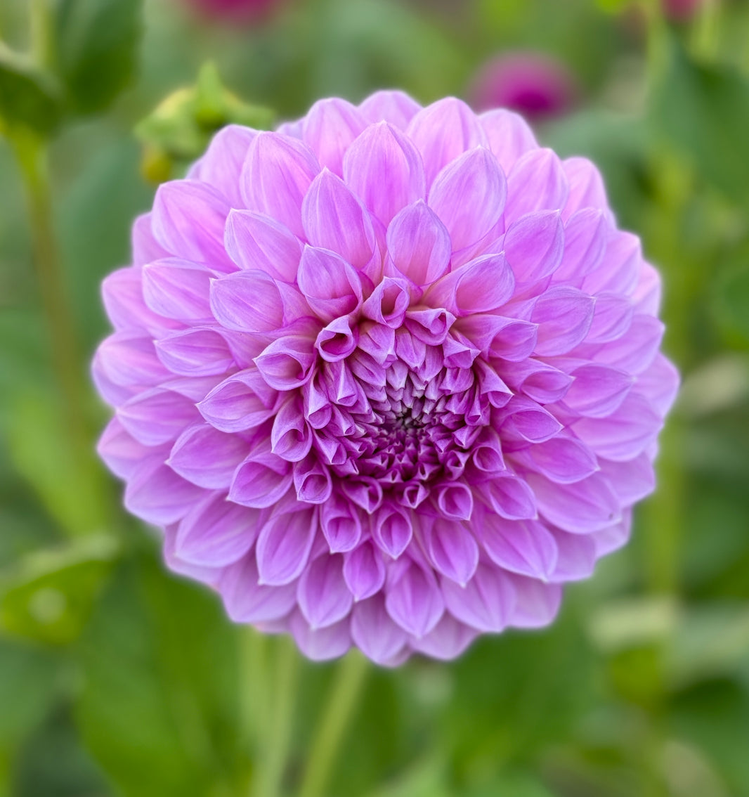 Dahlias - Medium Decorative – Page 2 – Southern Highlands Flower Farm