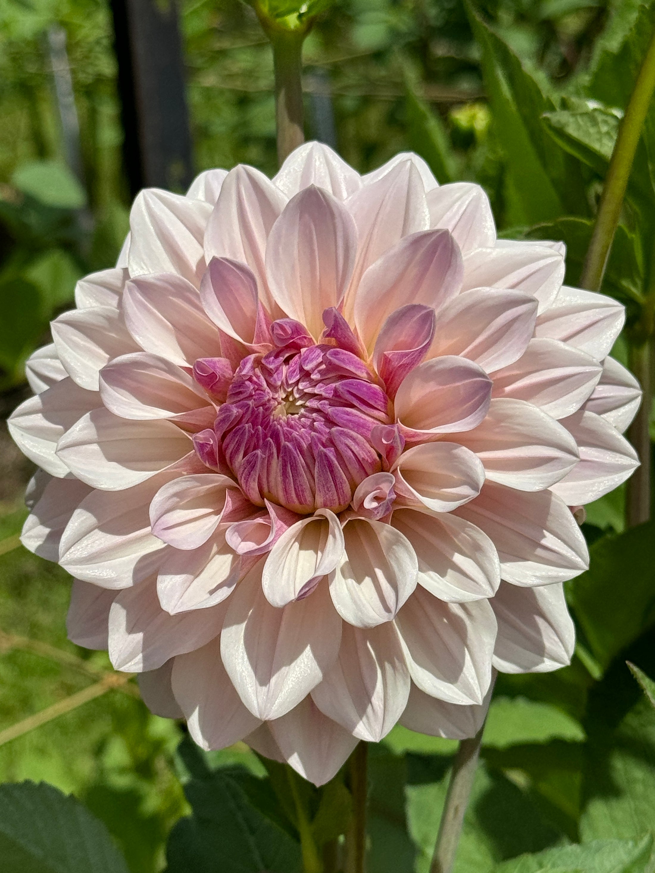 Florelie Antique – Southern Highlands Flower Farm