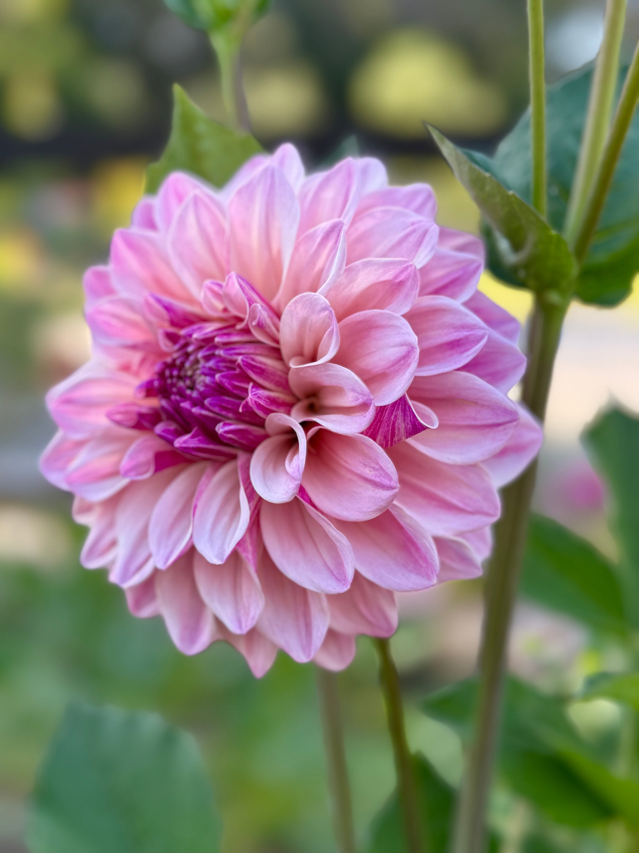 Florelie Antique – Southern Highlands Flower Farm