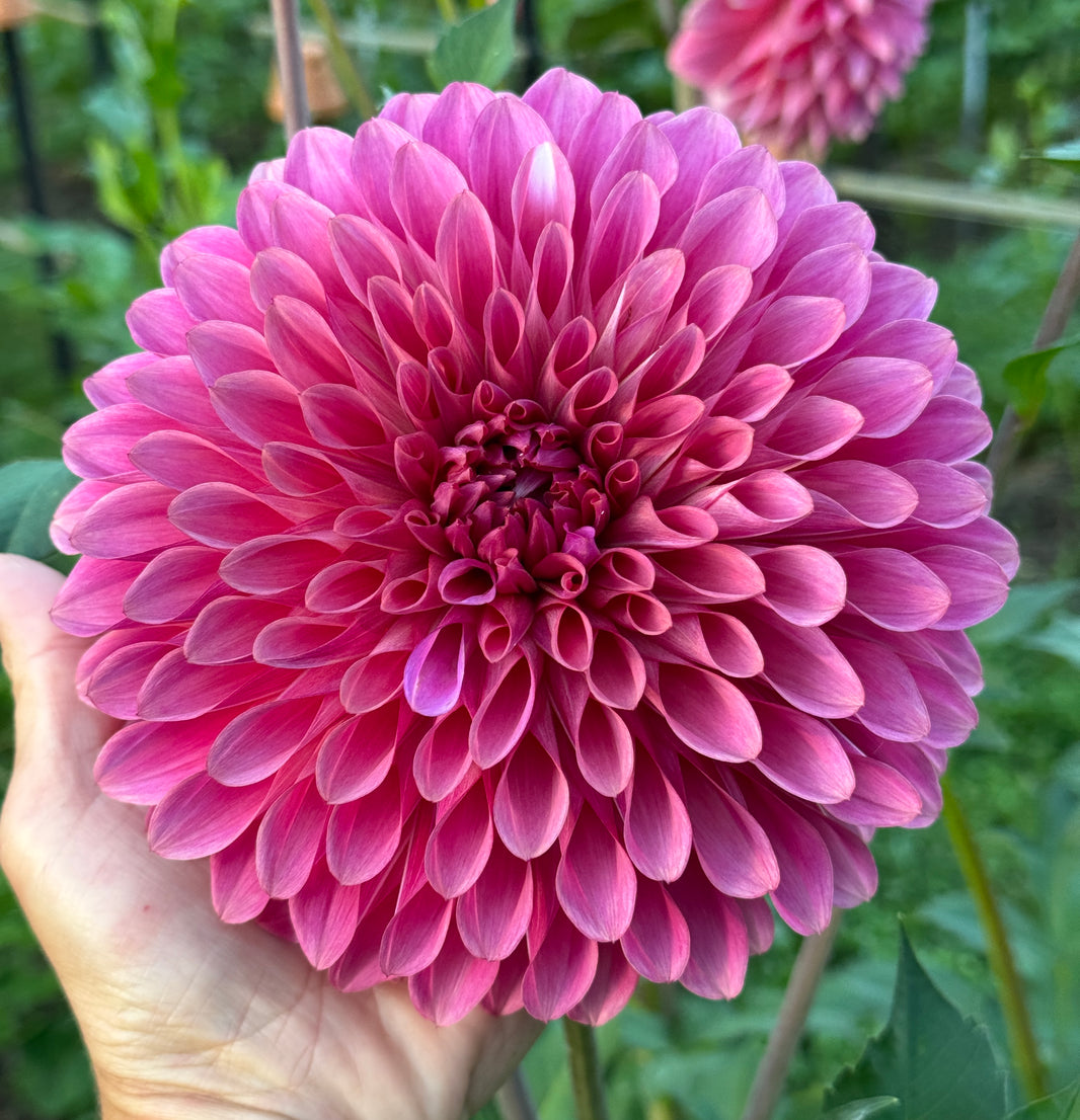 Dahlias - Large Decorative – Southern Highlands Flower Farm