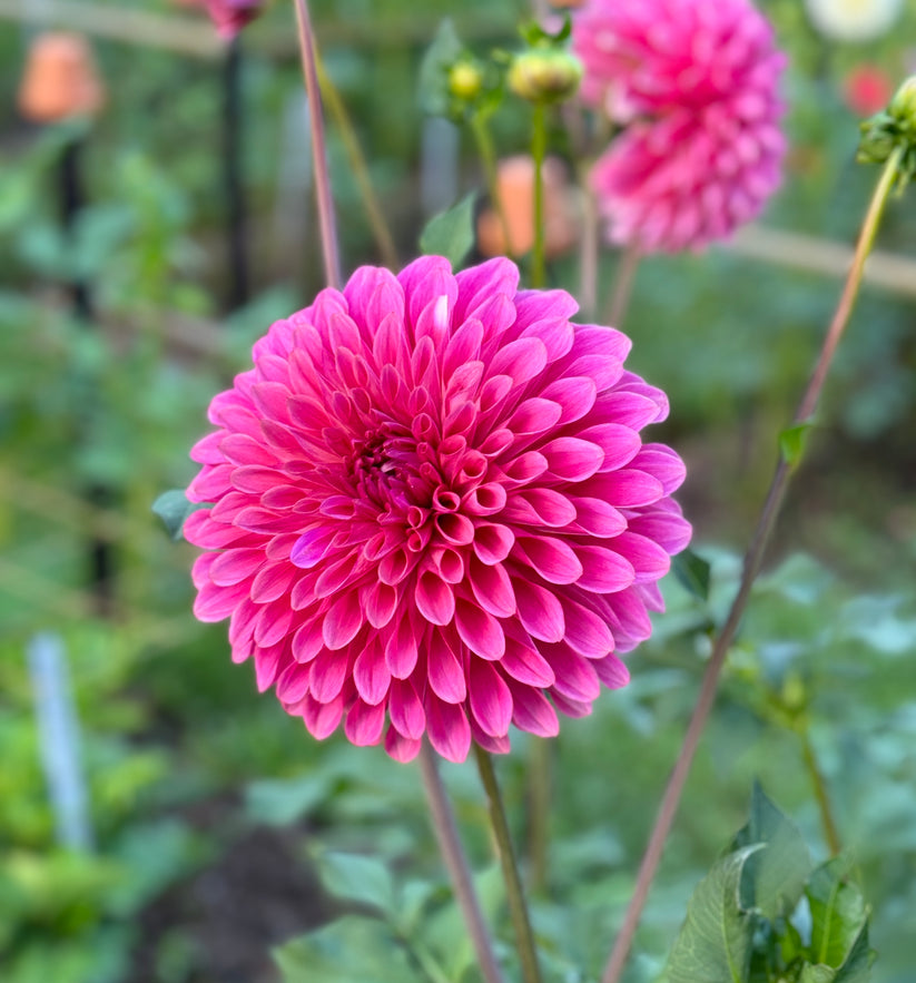 Florelie Candice – Southern Highlands Flower Farm