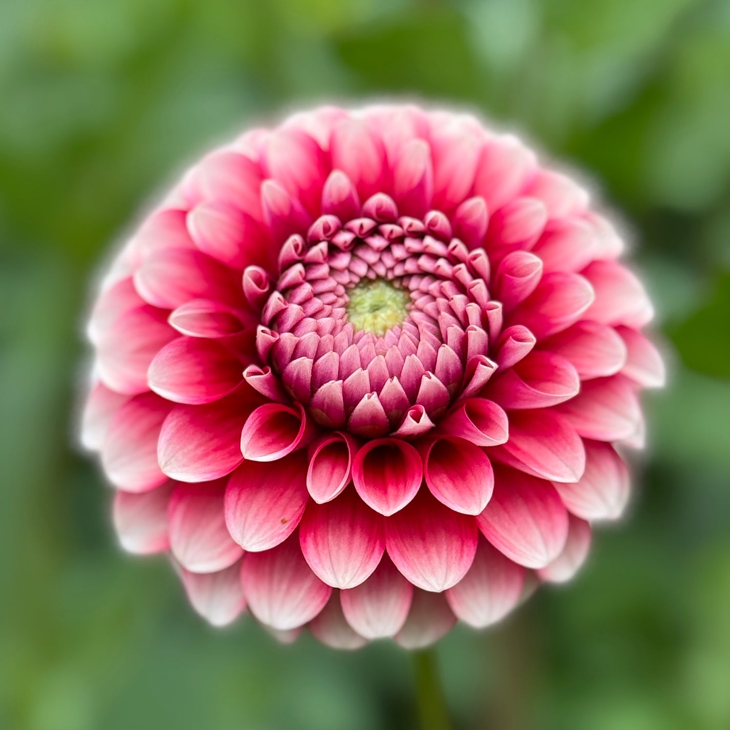 Florelie Cosmic Romance – Southern Highlands Flower Farm