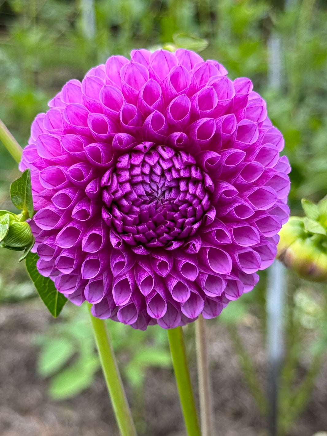 Dahlias - Ball – Southern Highlands Flower Farm