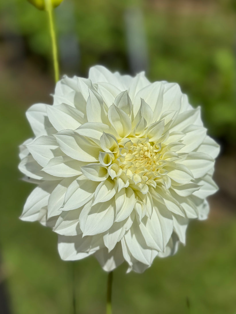 Florelie Whipped Cream – Southern Highlands Flower Farm