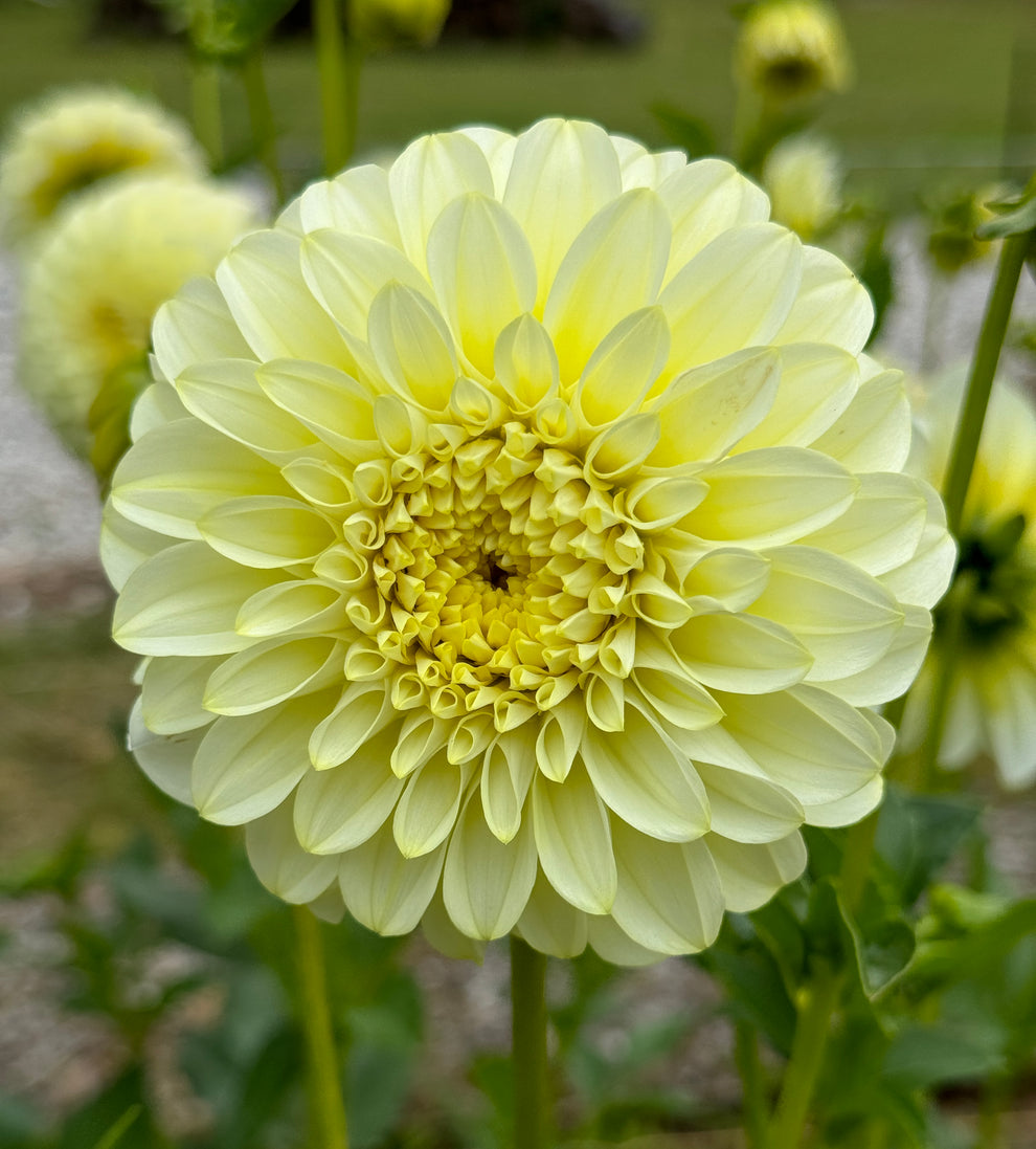 Florelie Winter Sunshine – Southern Highlands Flower Farm