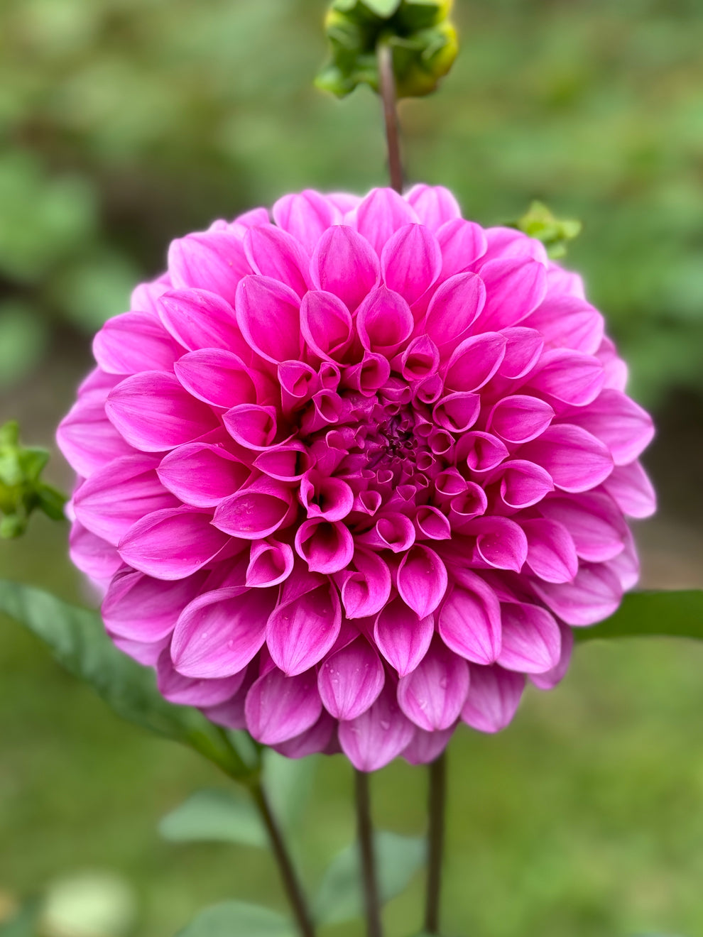 Formby Perfection – Southern Highlands Flower Farm