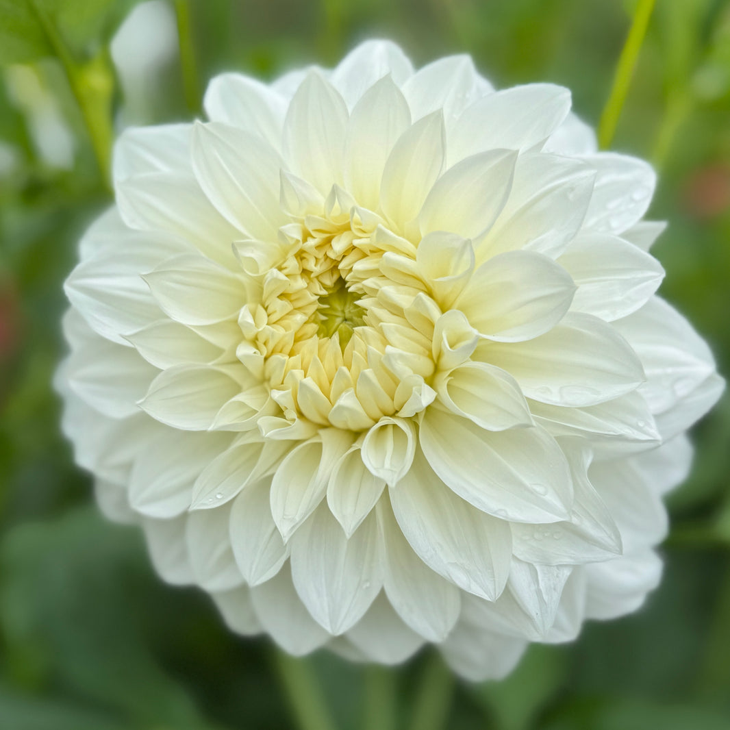 Dahlias - Medium Decorative – Page 2 – Southern Highlands Flower Farm