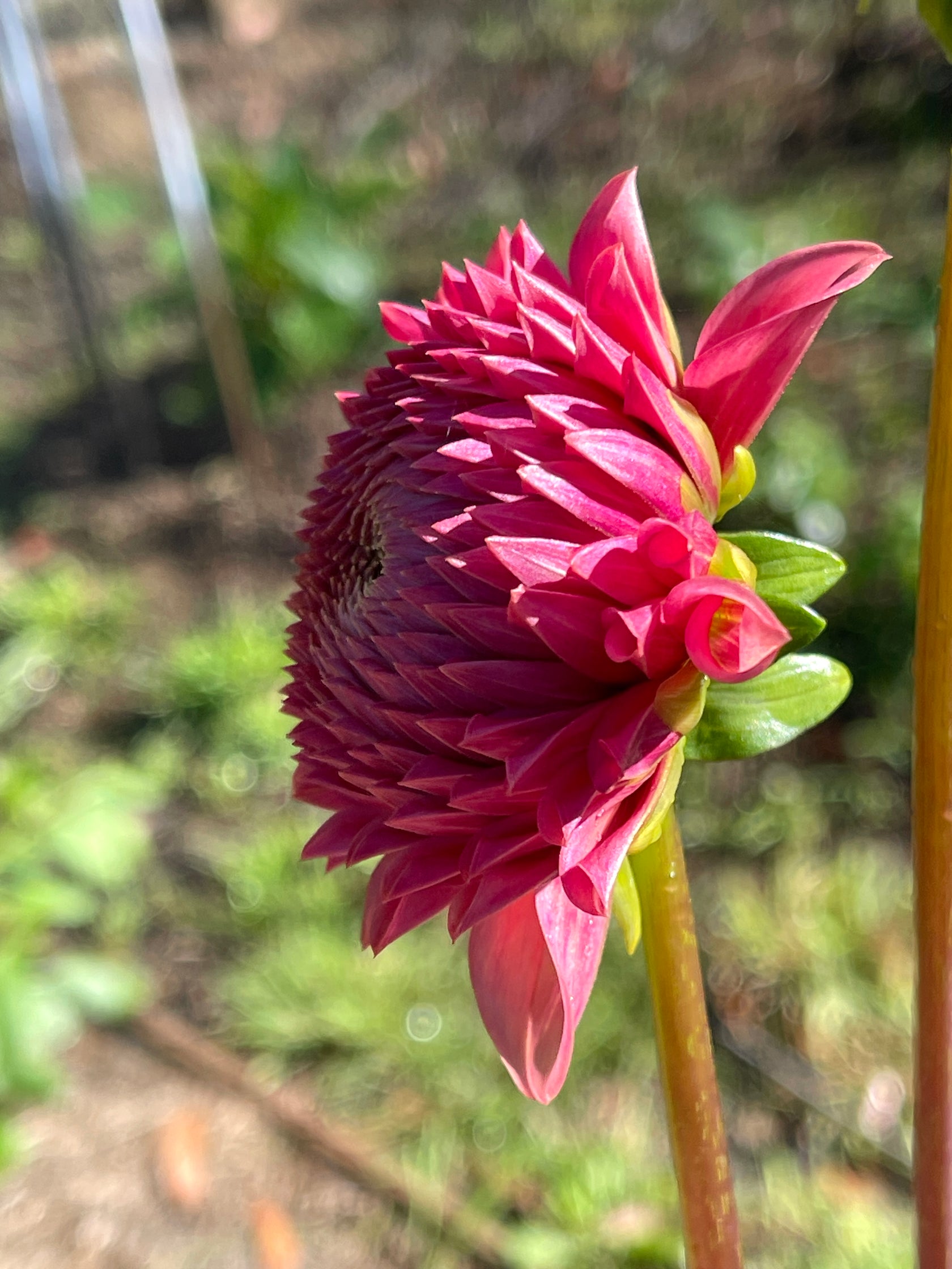 Formby Rocket – Southern Highlands Flower Farm