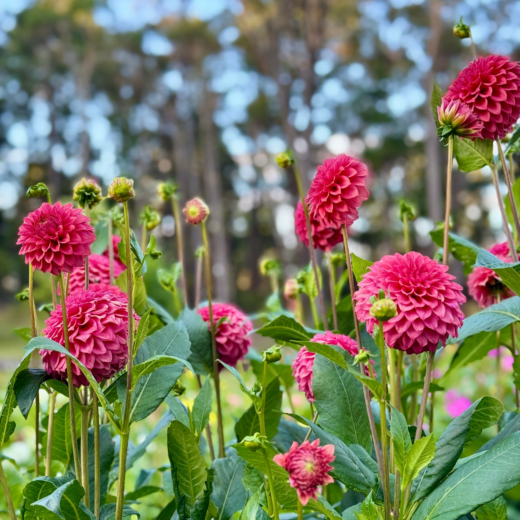 Formby Rocket – Southern Highlands Flower Farm