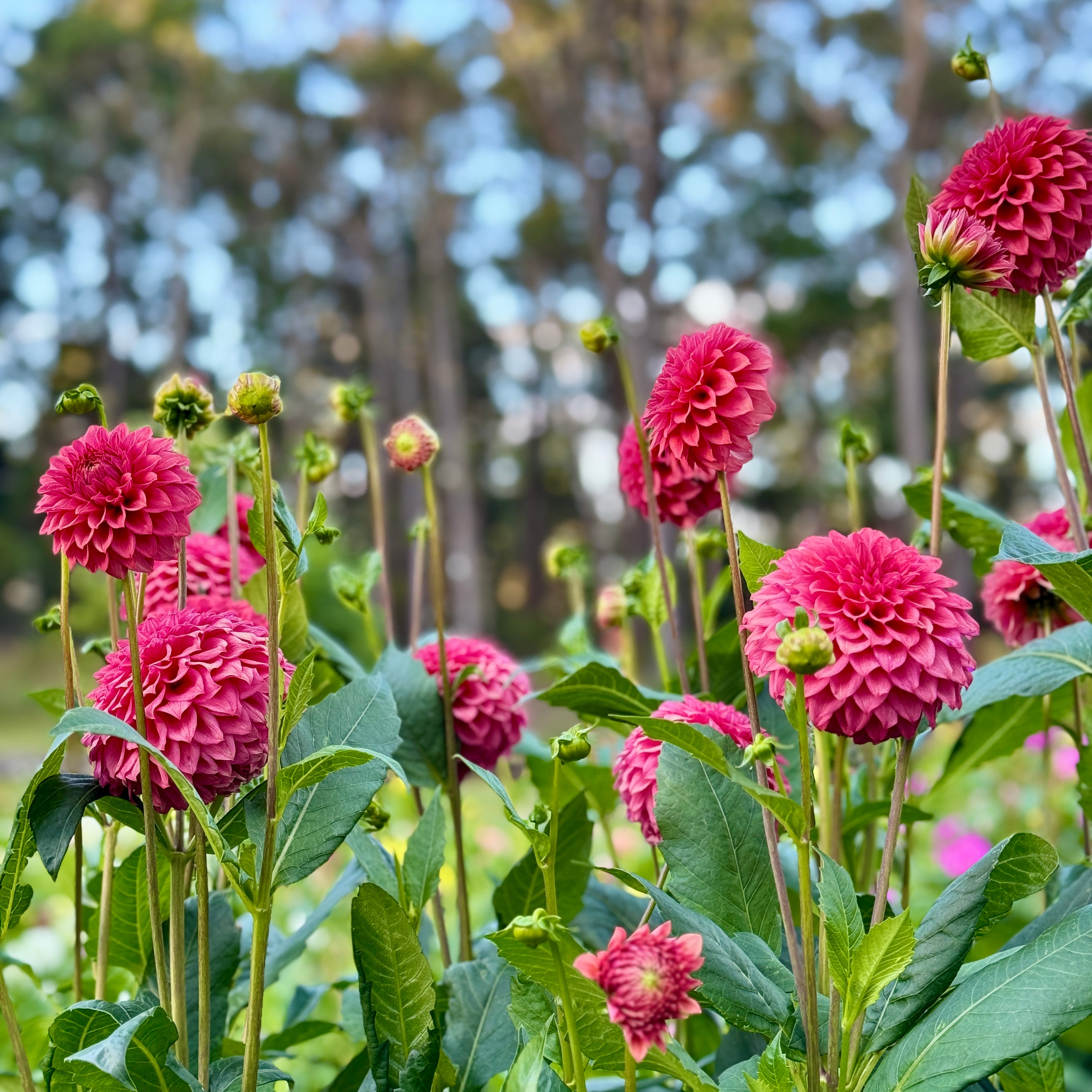 Formby Rocket – Southern Highlands Flower Farm
