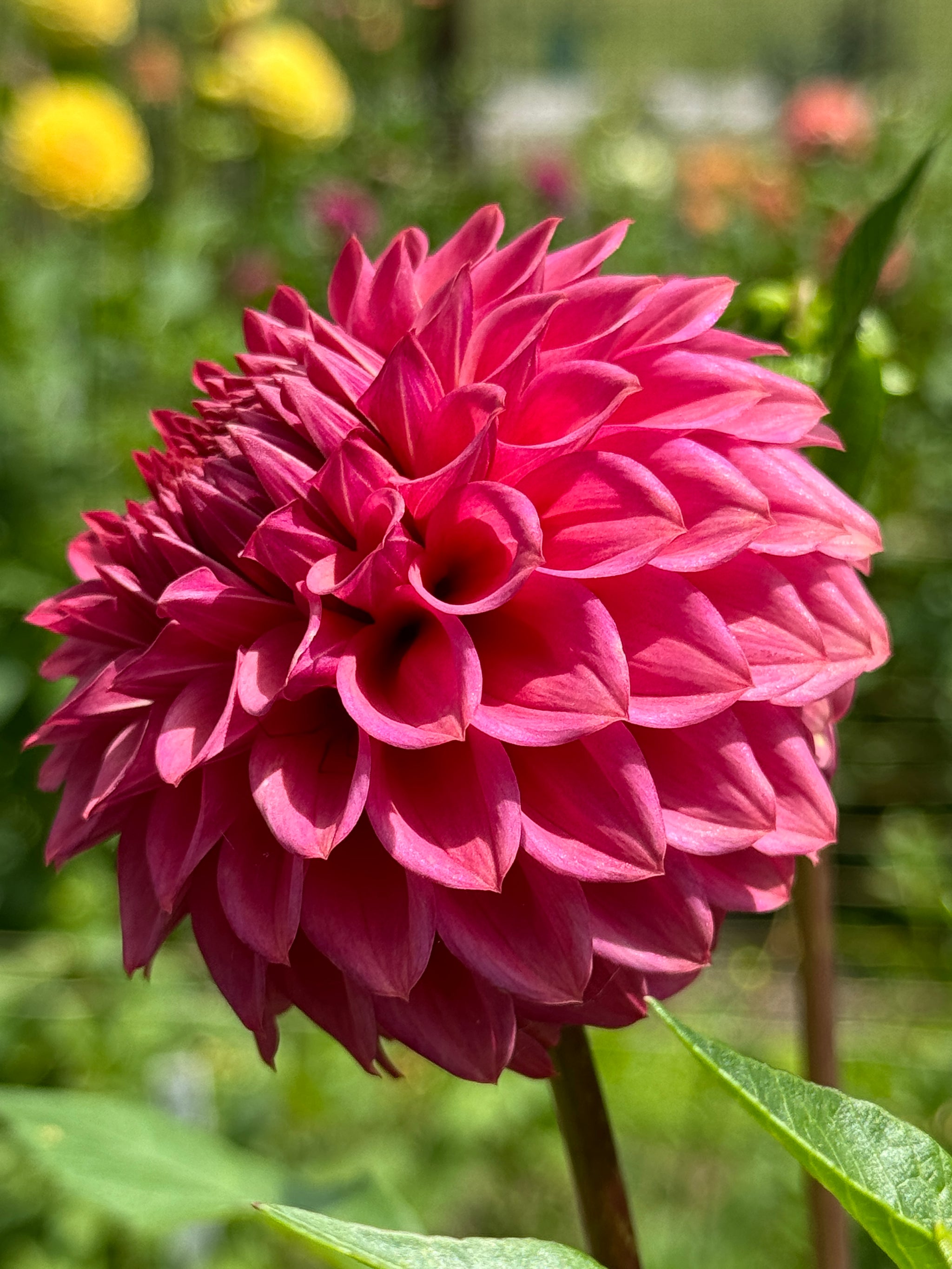 Formby Rocket – Southern Highlands Flower Farm