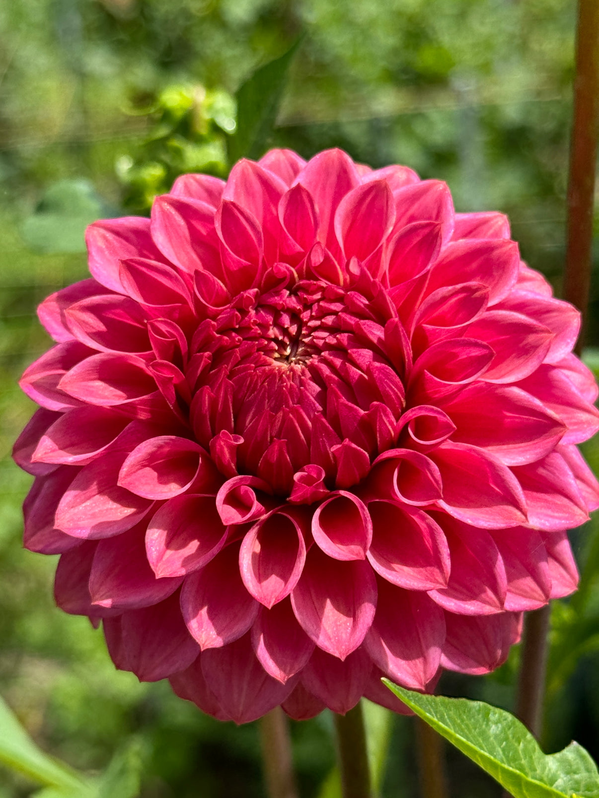 Formby Rocket – Southern Highlands Flower Farm