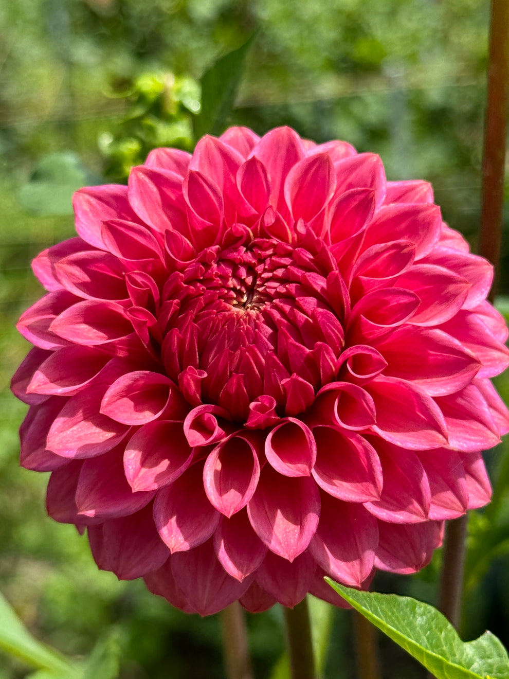 Formby Rocket – Southern Highlands Flower Farm