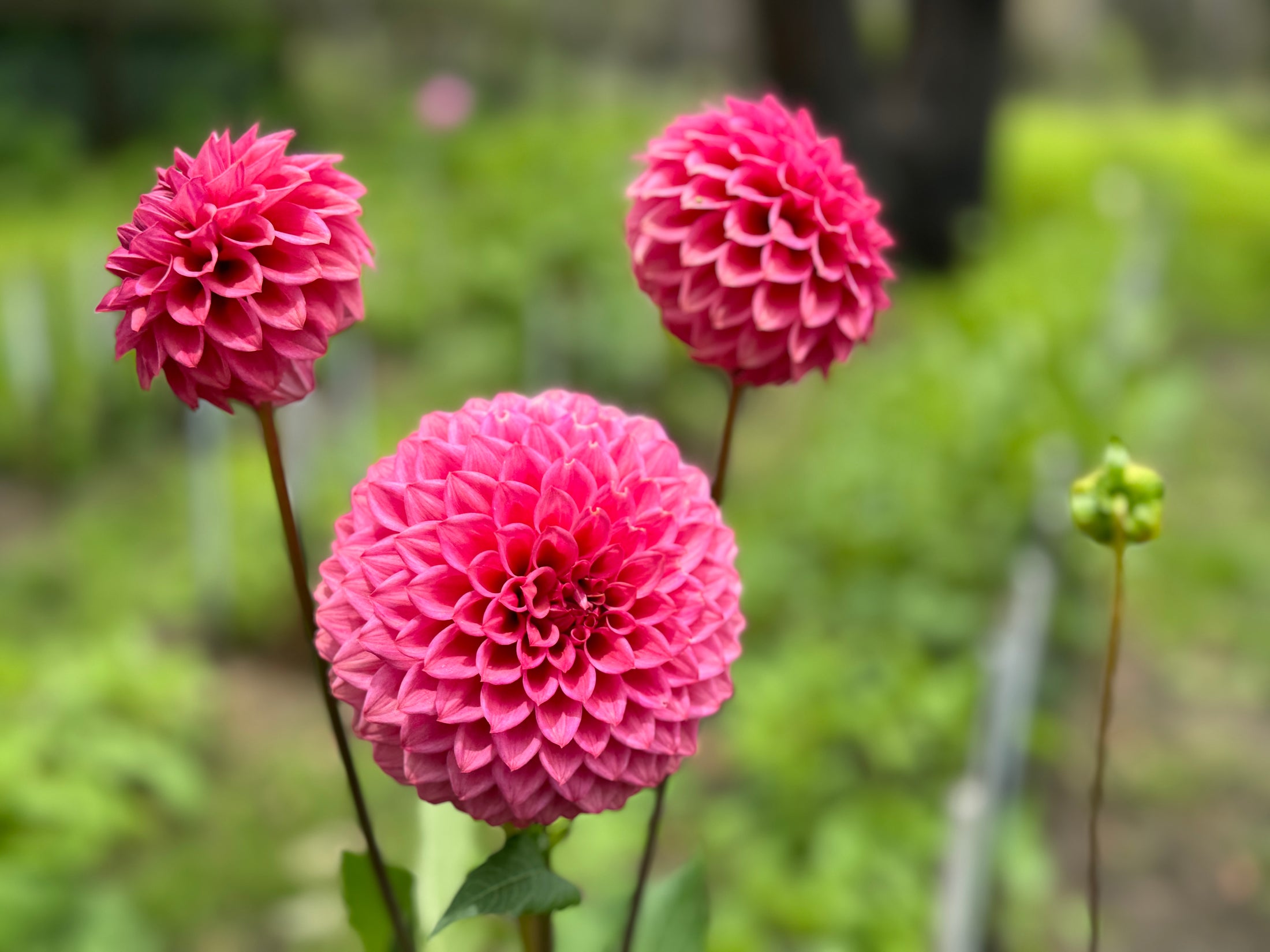 Formby Rocket – Southern Highlands Flower Farm