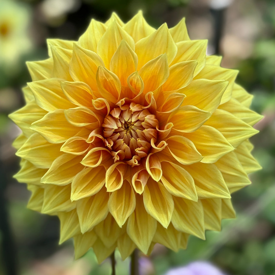 Dahlias - Medium Decorative – Page 2 – Southern Highlands Flower Farm