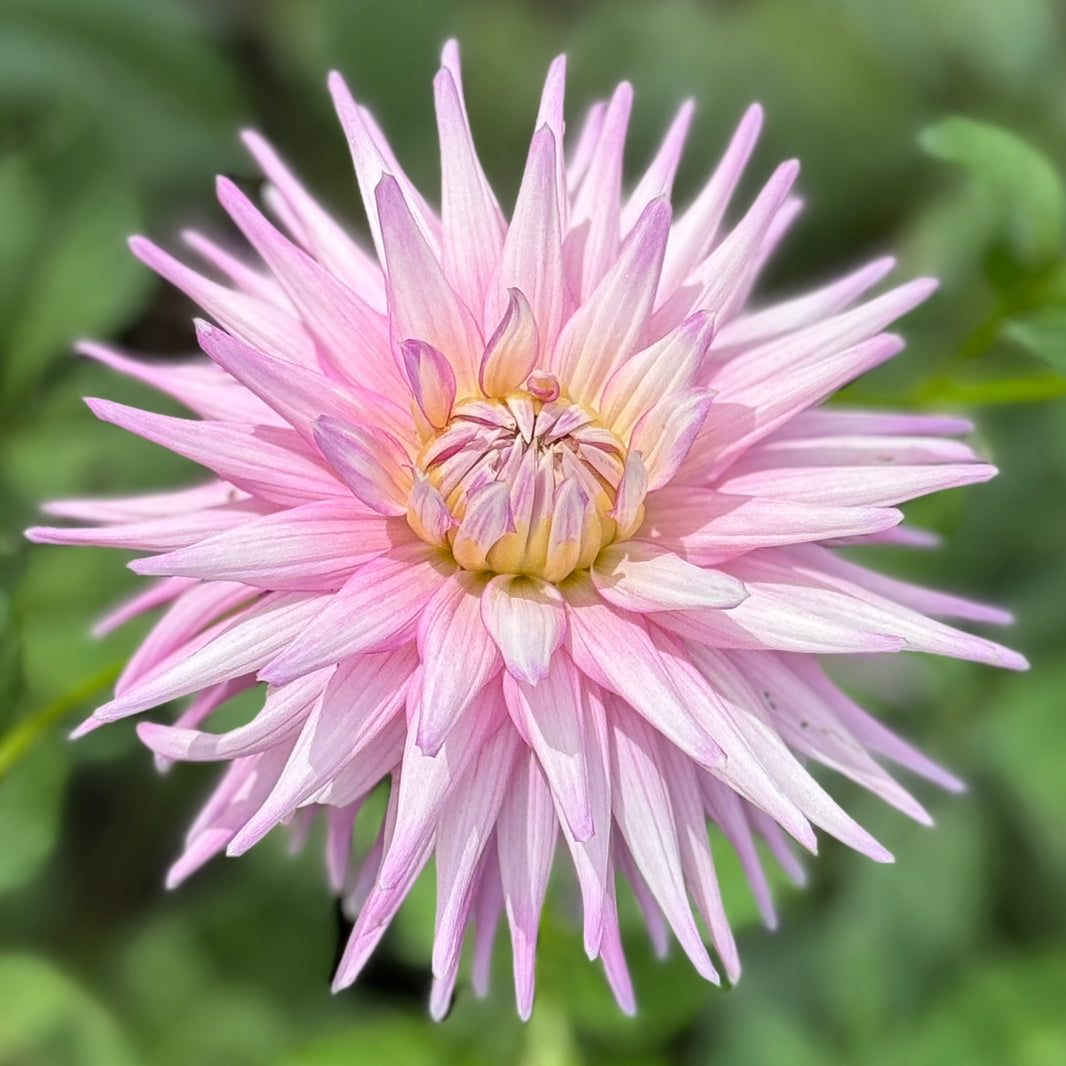 Dahlias - Small Cactus – Southern Highlands Flower Farm