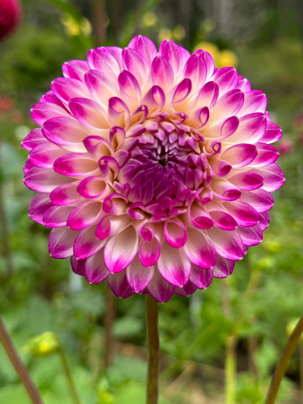 Formby Stacey – Southern Highlands Flower Farm