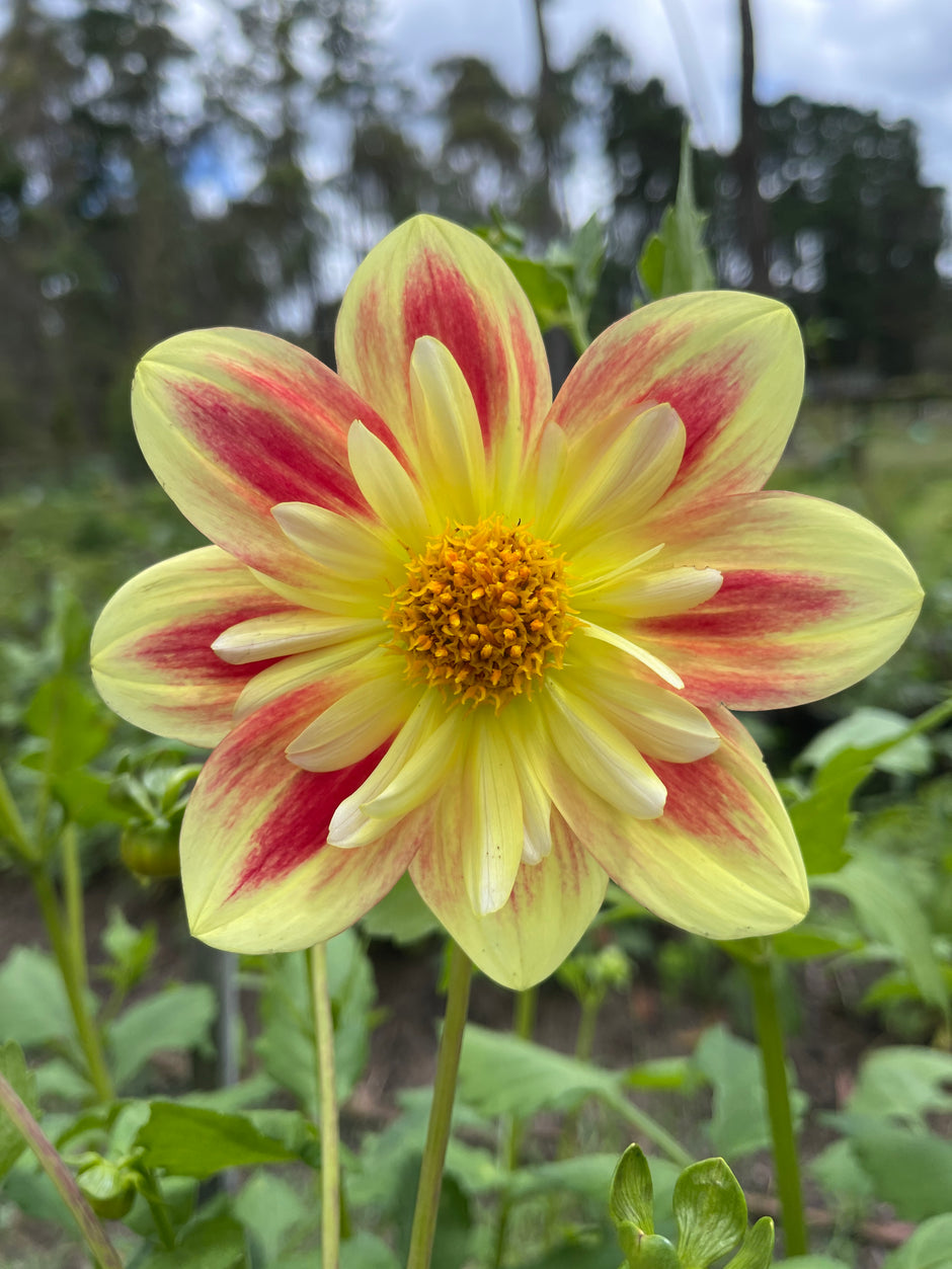 Dahlias - Collarette – Southern Highlands Flower Farm