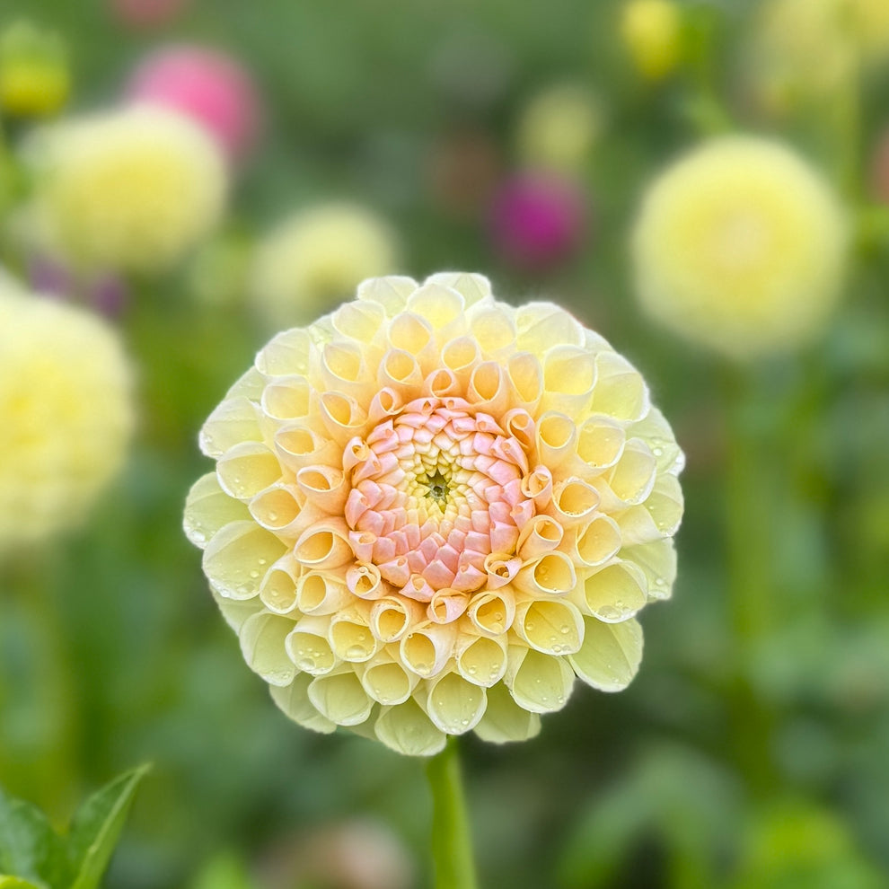 Gosia Pastello – Southern Highlands Flower Farm