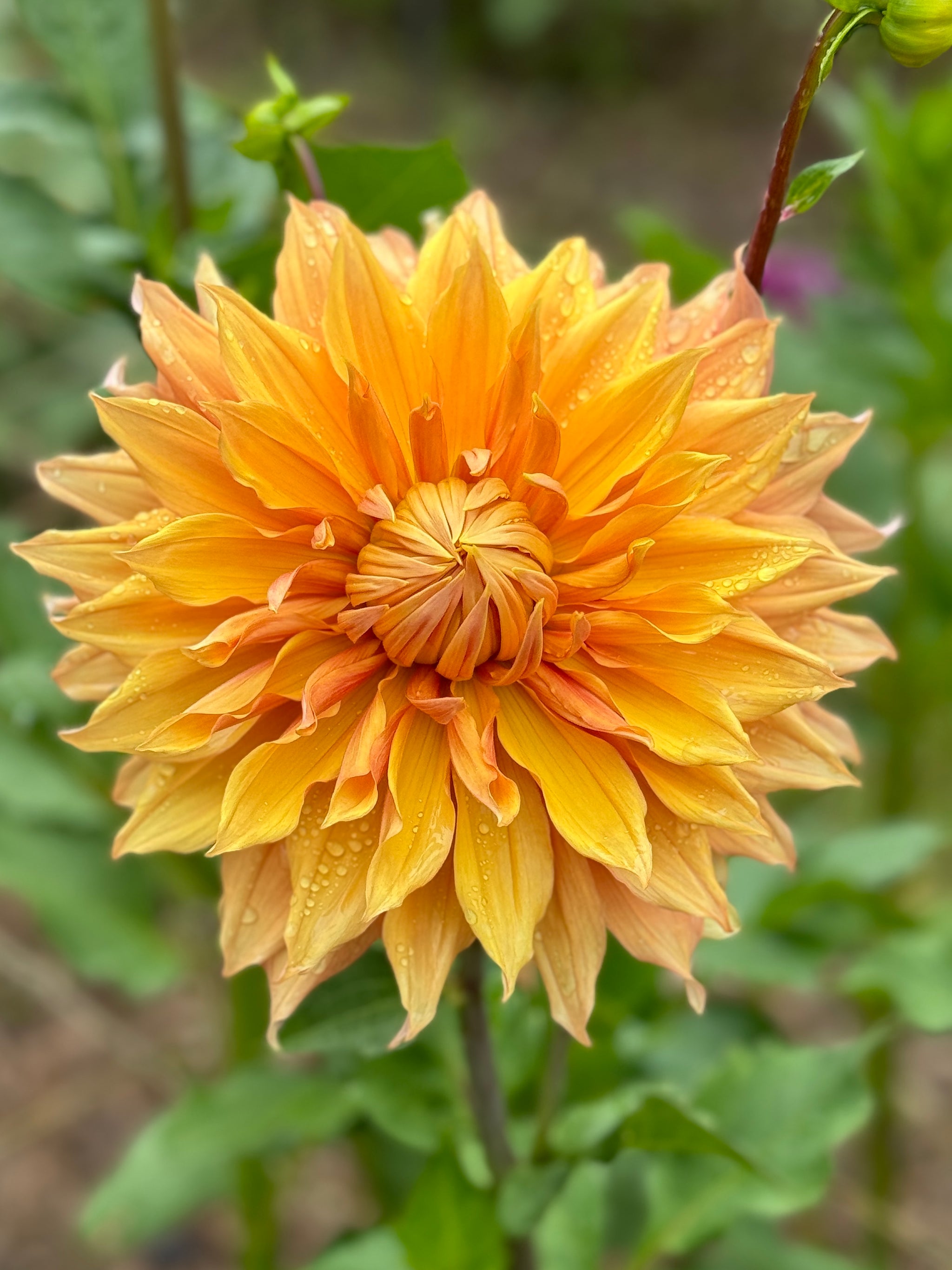 Hamari Gold – Southern Highlands Flower Farm