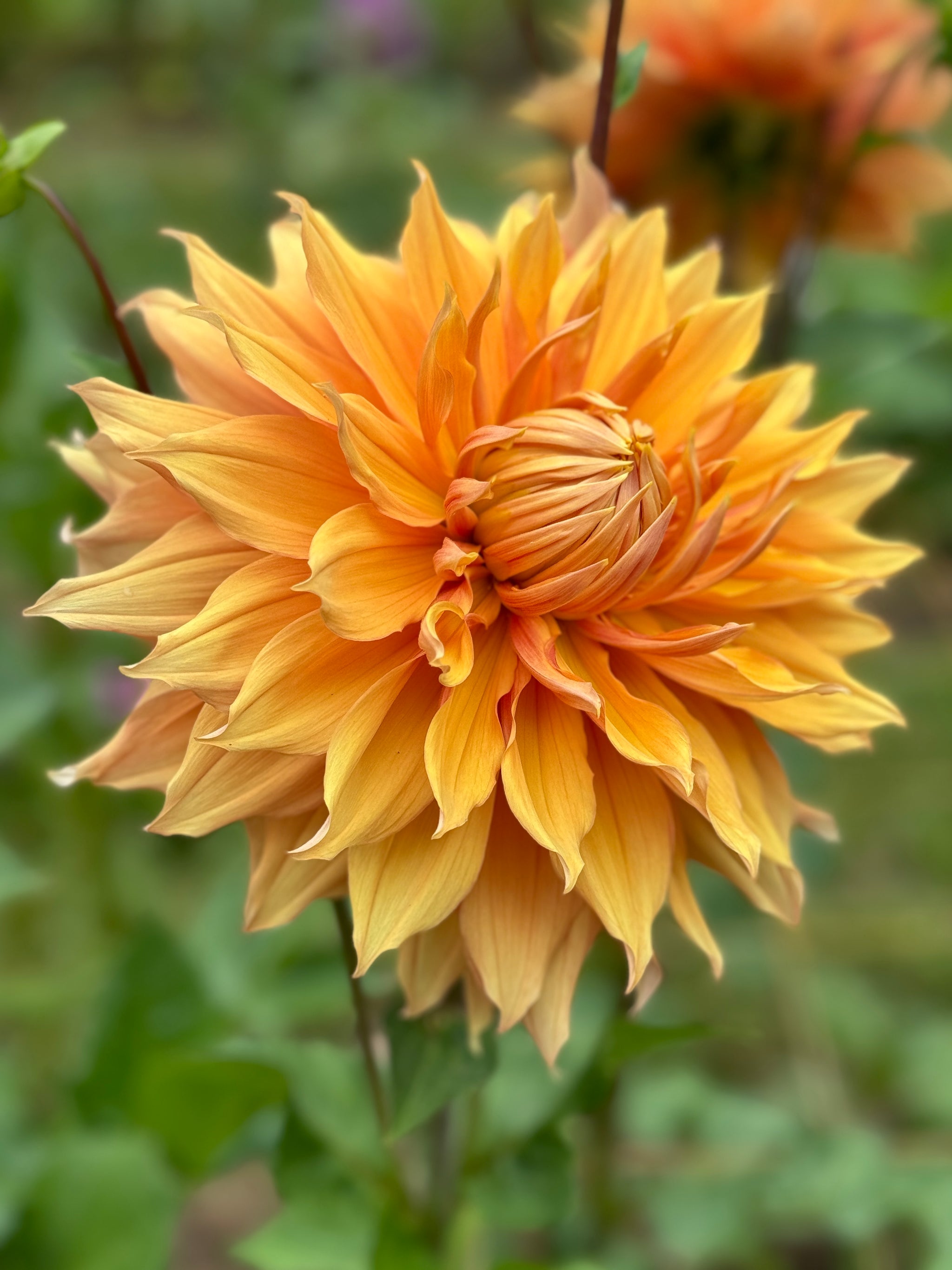 Hamari Gold (N/A 2026) – Southern Highlands Flower Farm