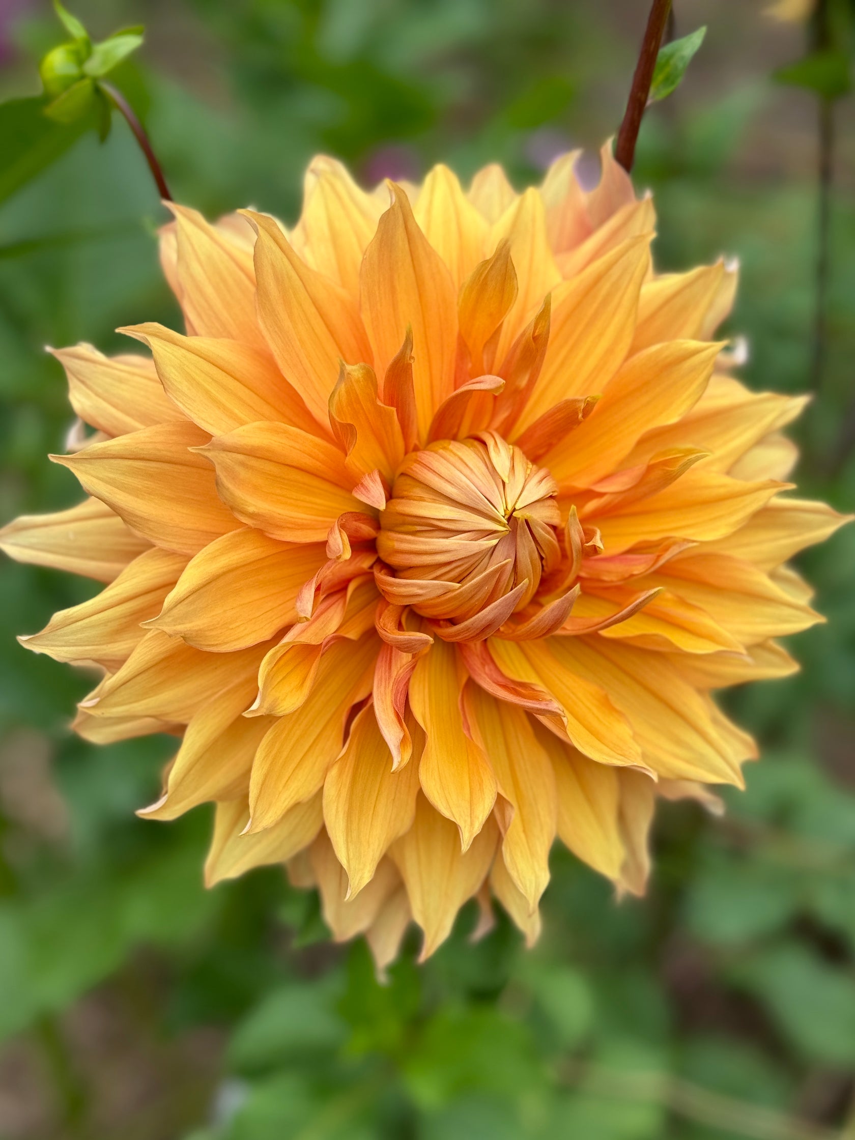 Hamari Gold (N/A 2026) – Southern Highlands Flower Farm