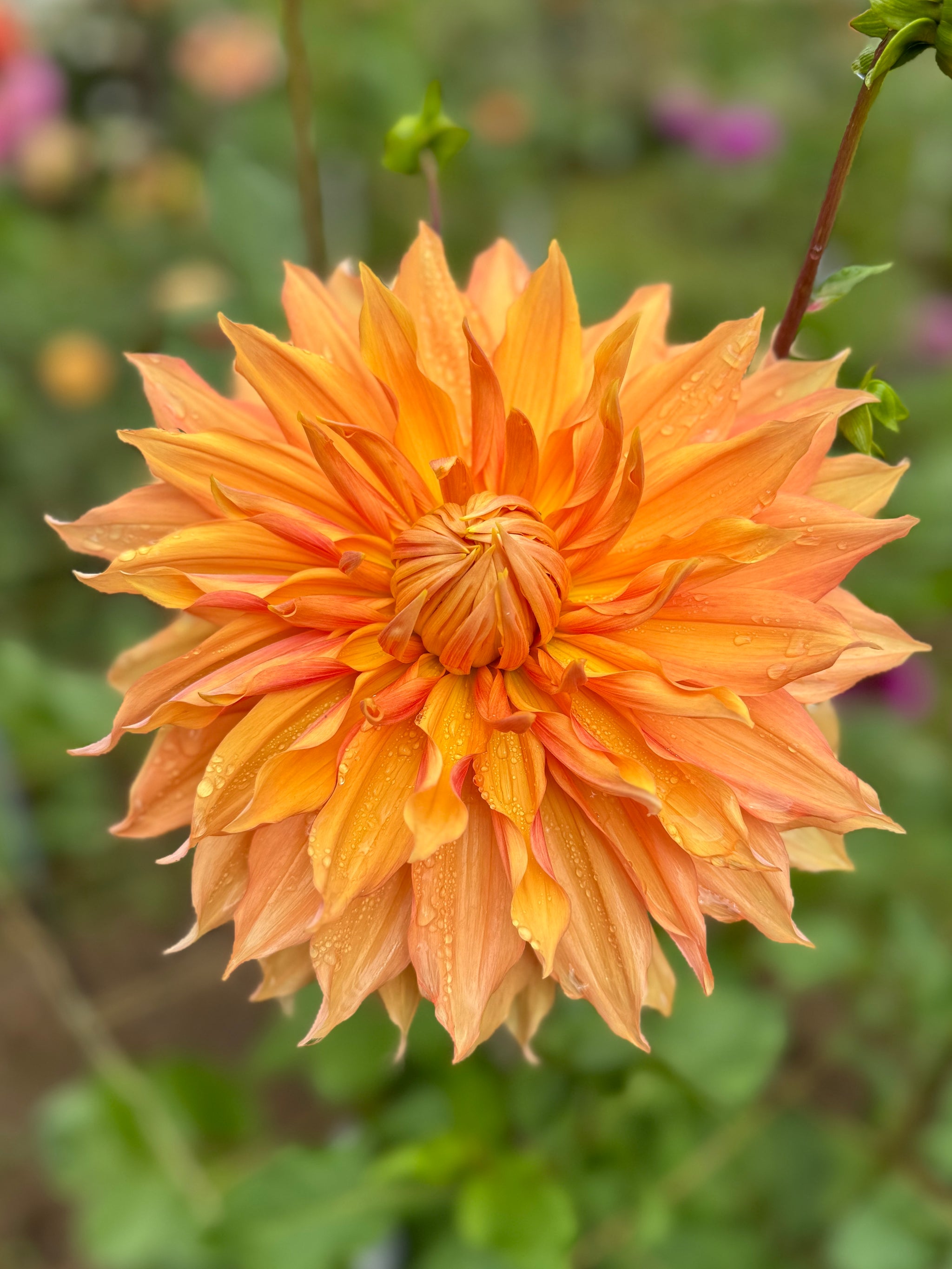 Hamari Gold – Southern Highlands Flower Farm