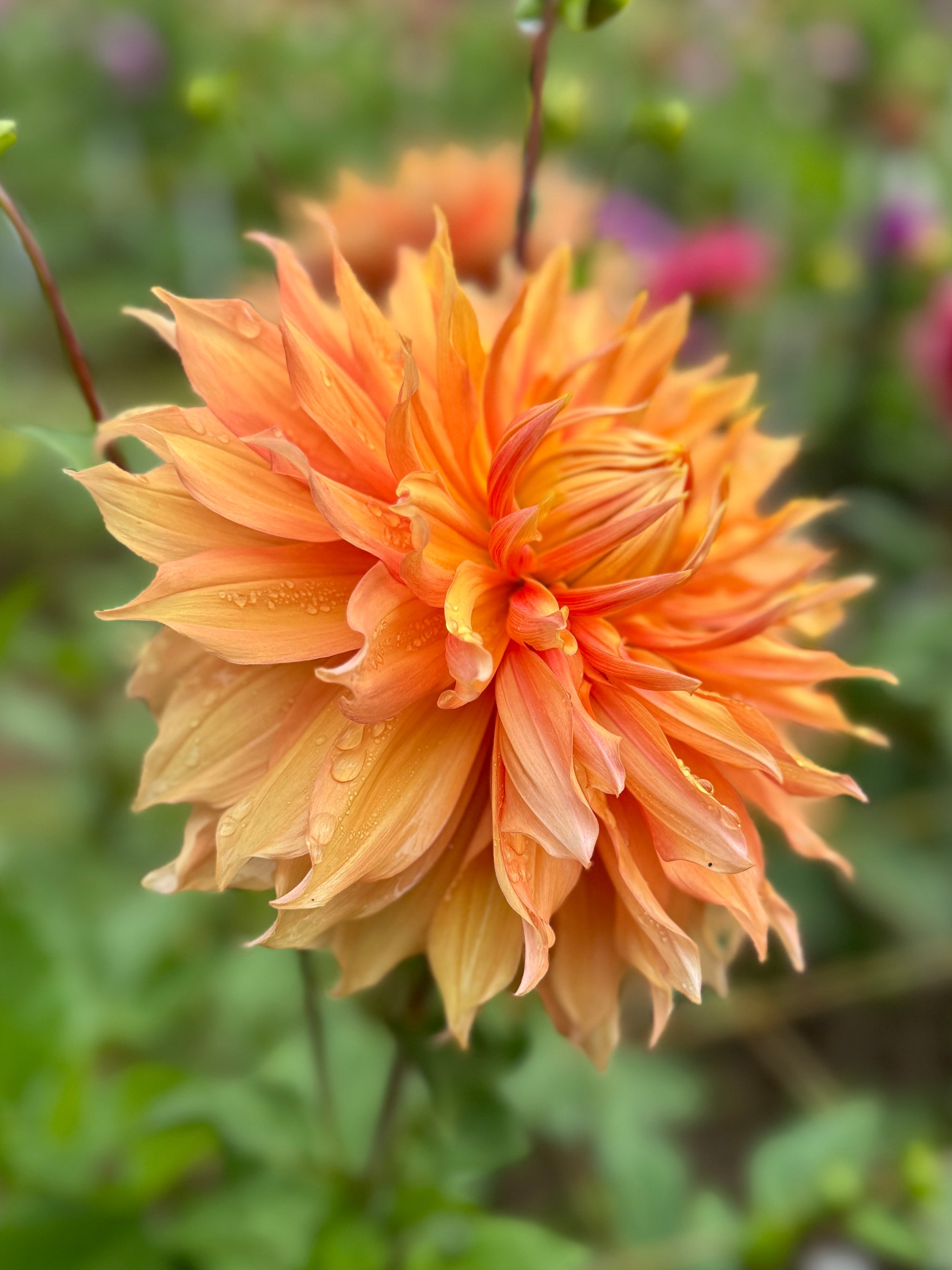 Hamari Gold – Southern Highlands Flower Farm