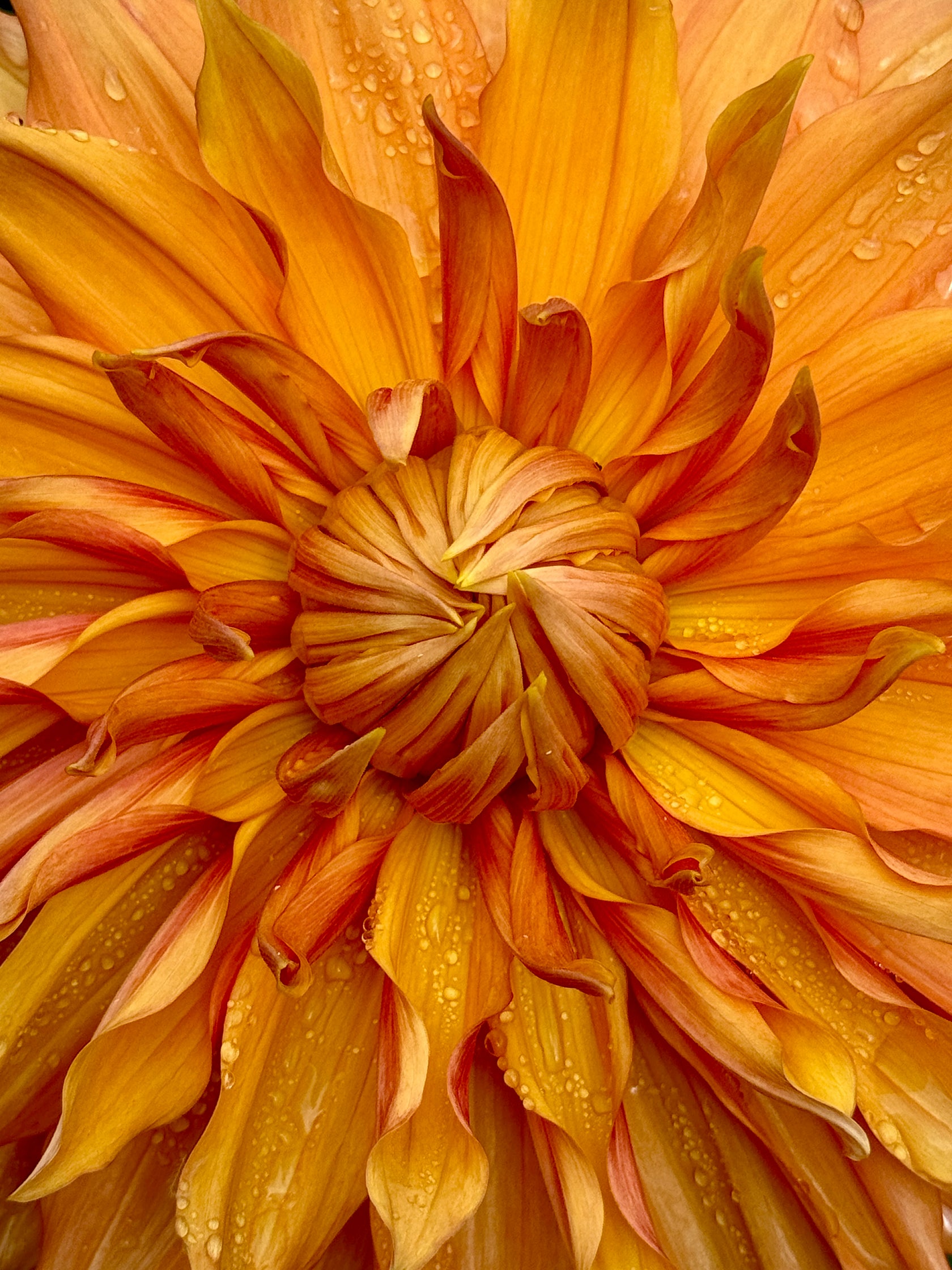 Hamari Gold (N/A 2026) – Southern Highlands Flower Farm