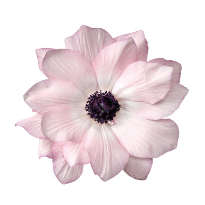 Italian Anemone 'Mistral Edge Rosa' - 25 SEEDS – Southern Highlands ...