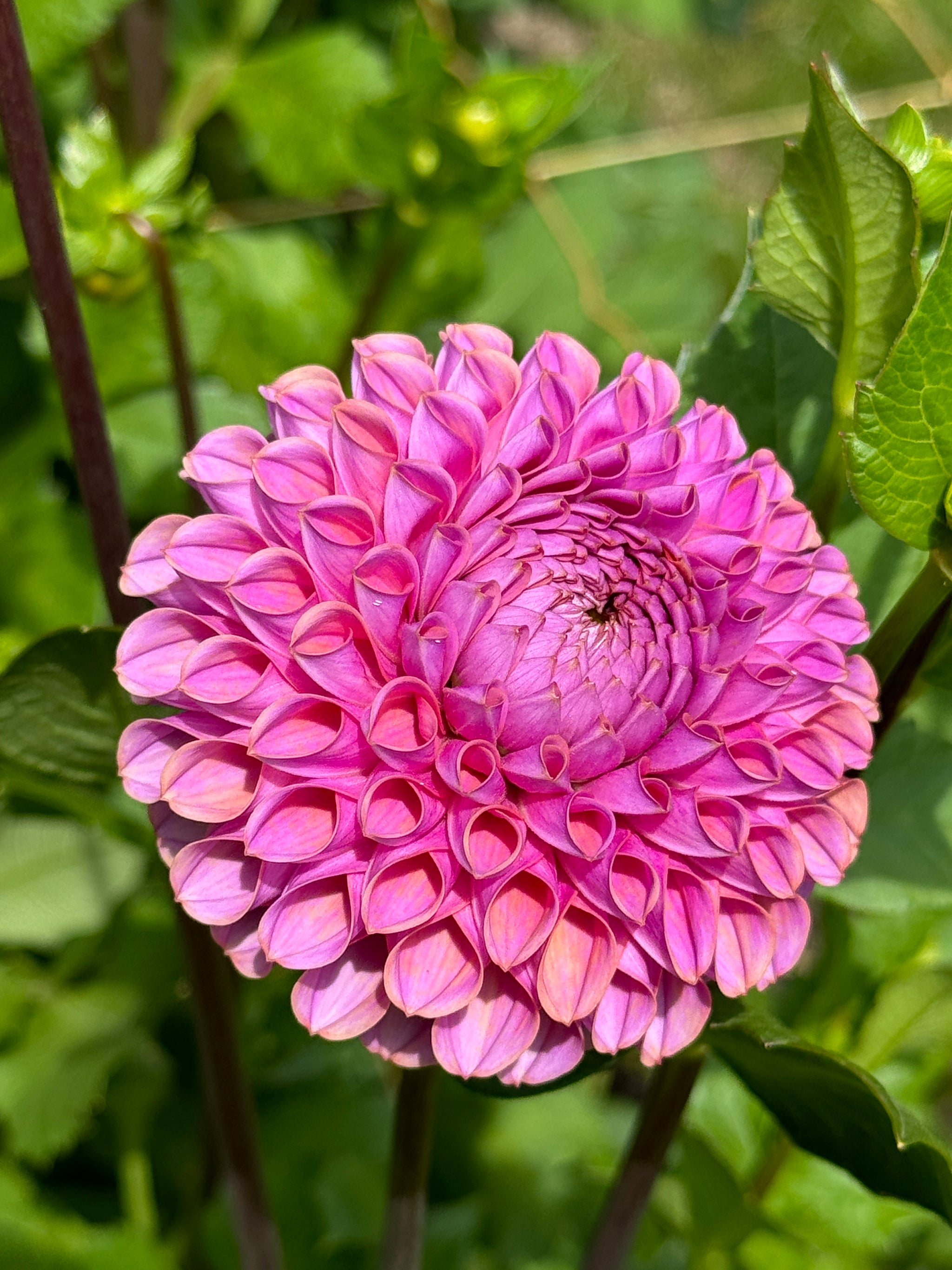 Isabel – Southern Highlands Flower Farm