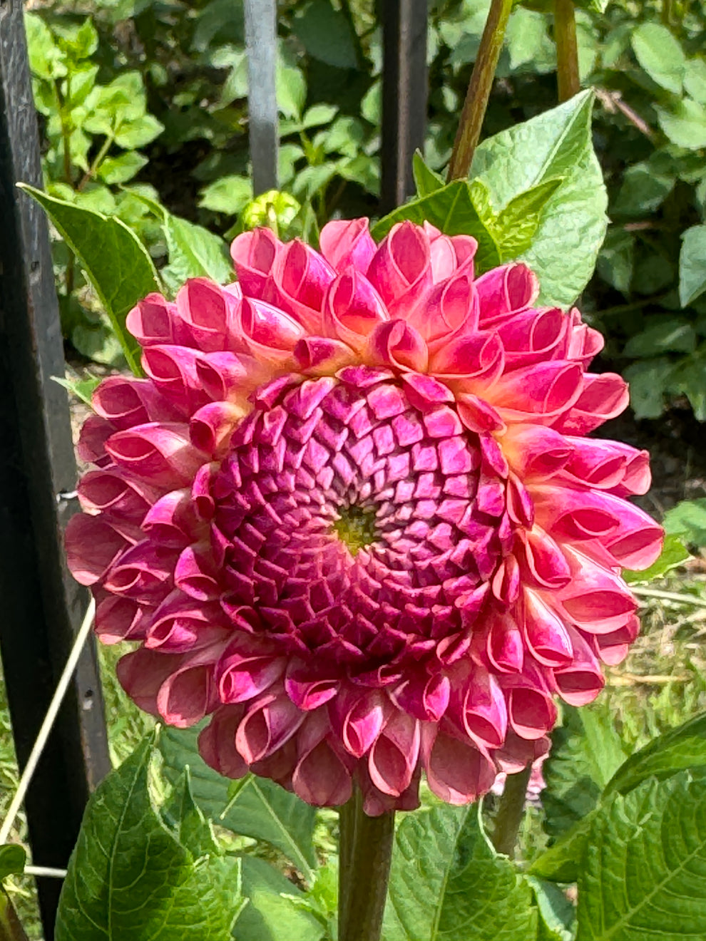 Isabella – Southern Highlands Flower Farm