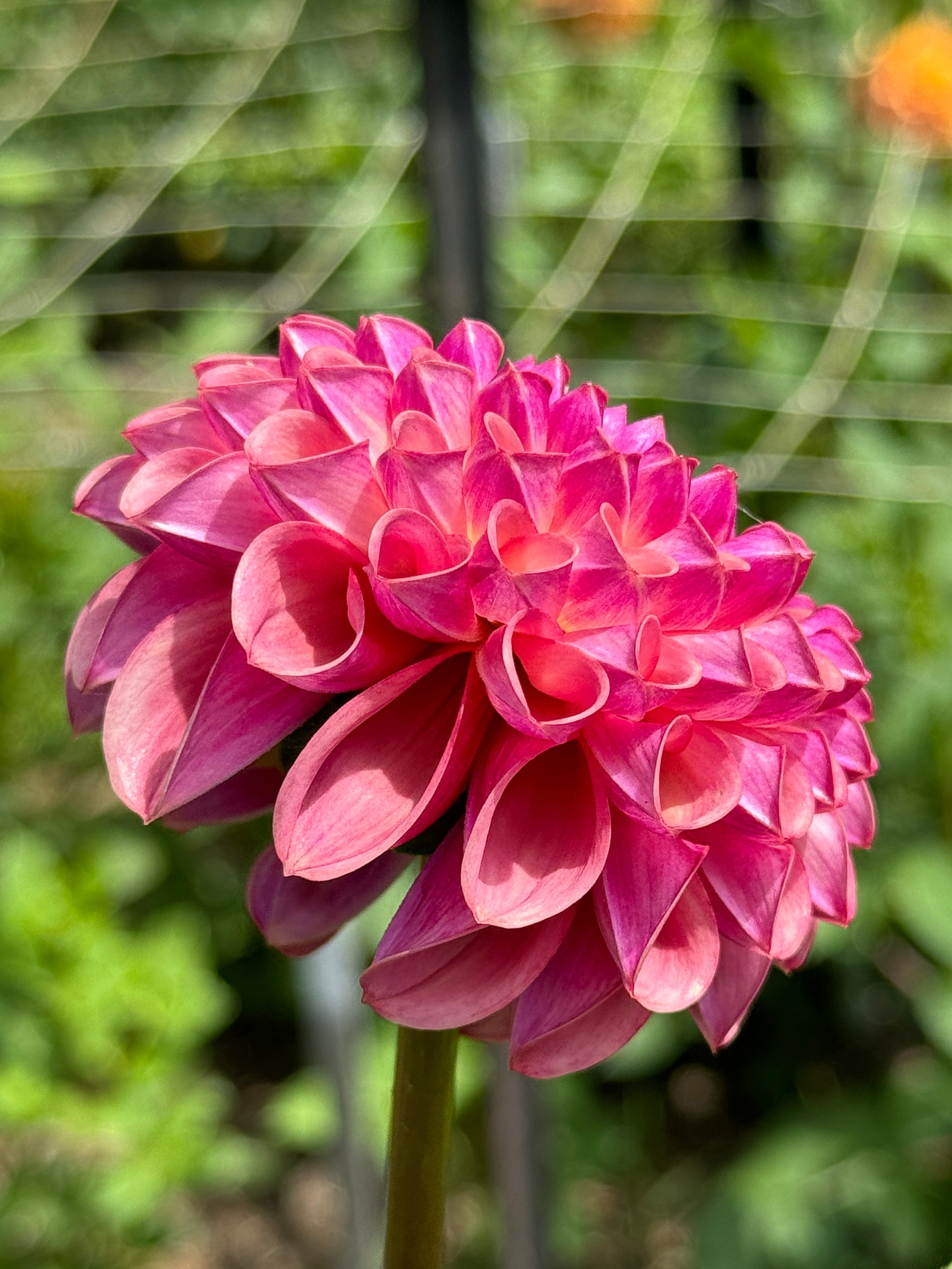 Isabella – Southern Highlands Flower Farm