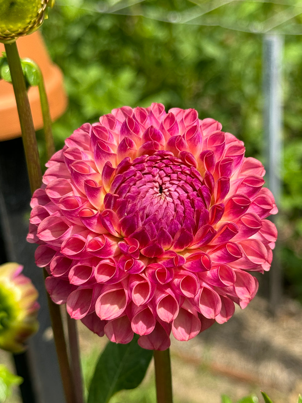 Isabella – Southern Highlands Flower Farm