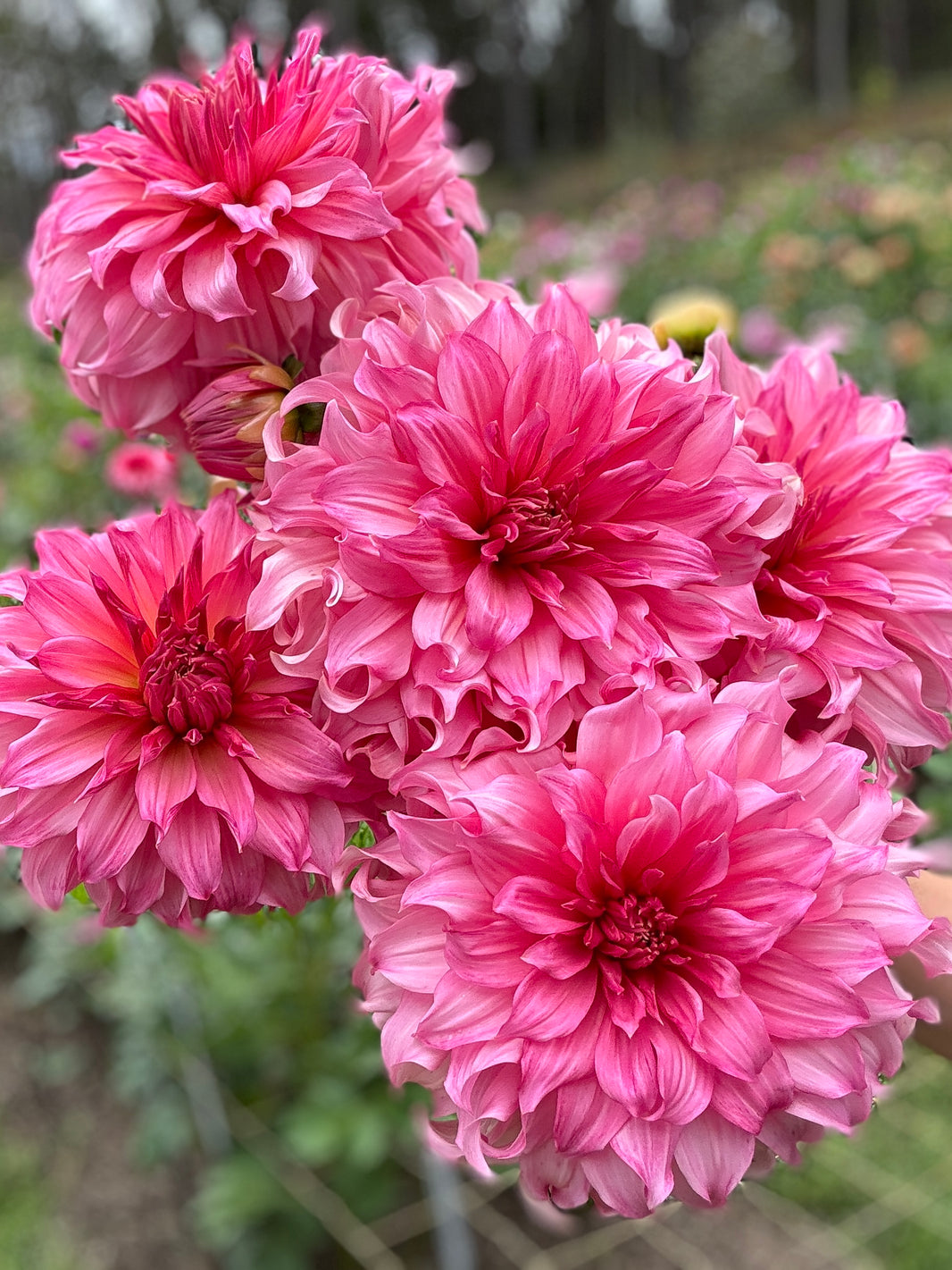 Dahlias - Giant Decorative – Southern Highlands Flower Farm