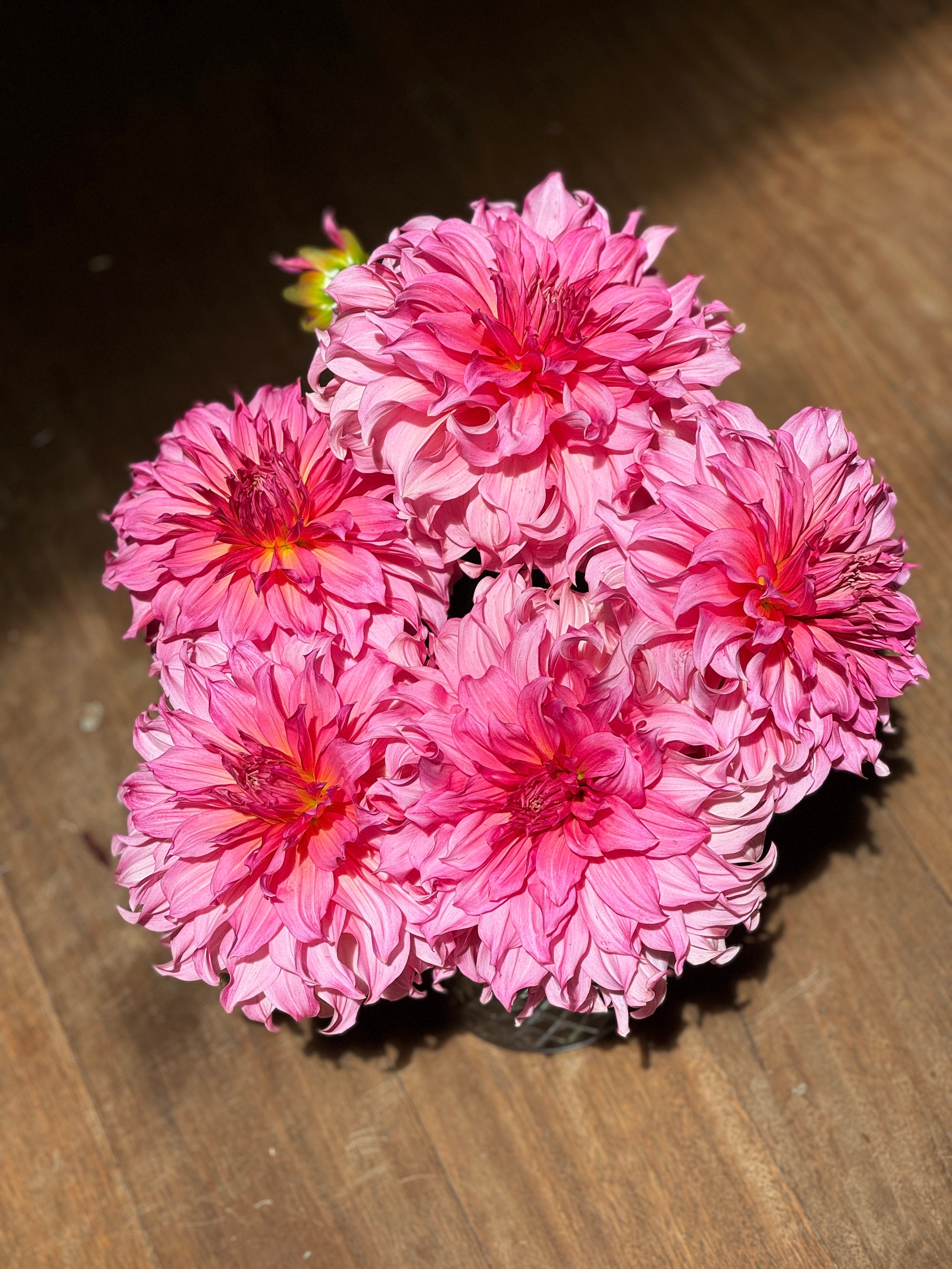 Islander – Southern Highlands Flower Farm